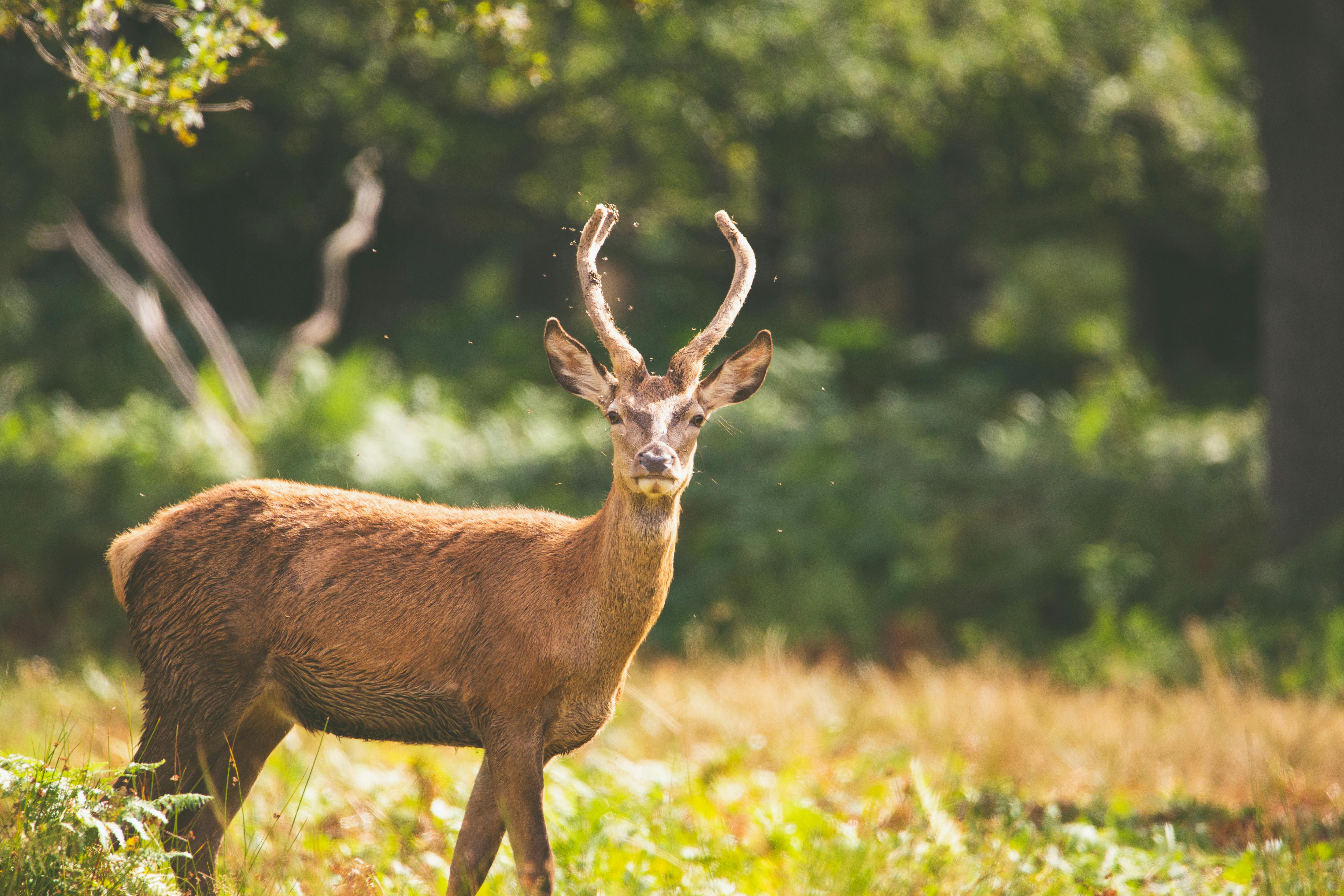Brown Elk Standing on Grassland · Free Stock Photo