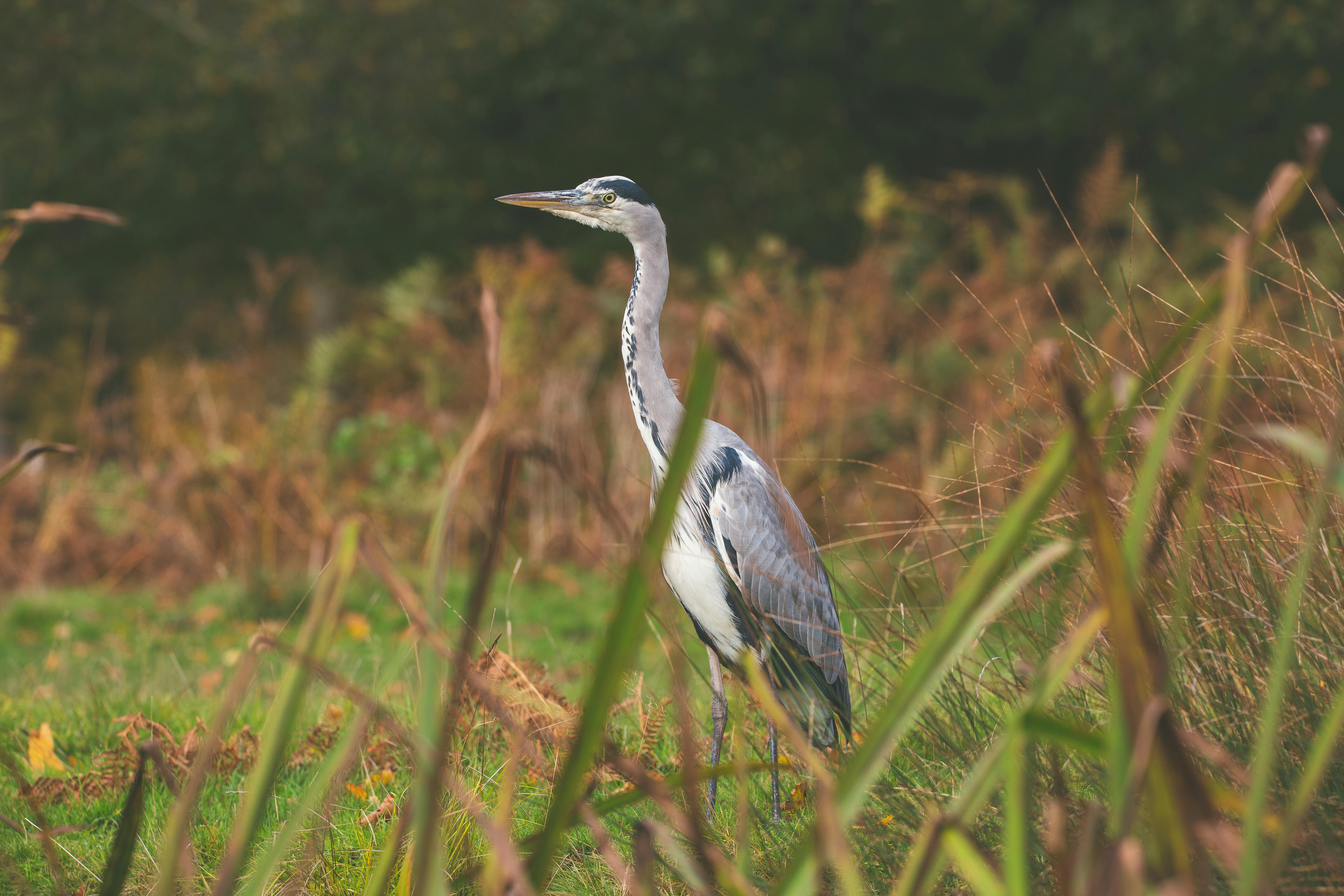 Heron Walking Between Grass · Free Stock Photo