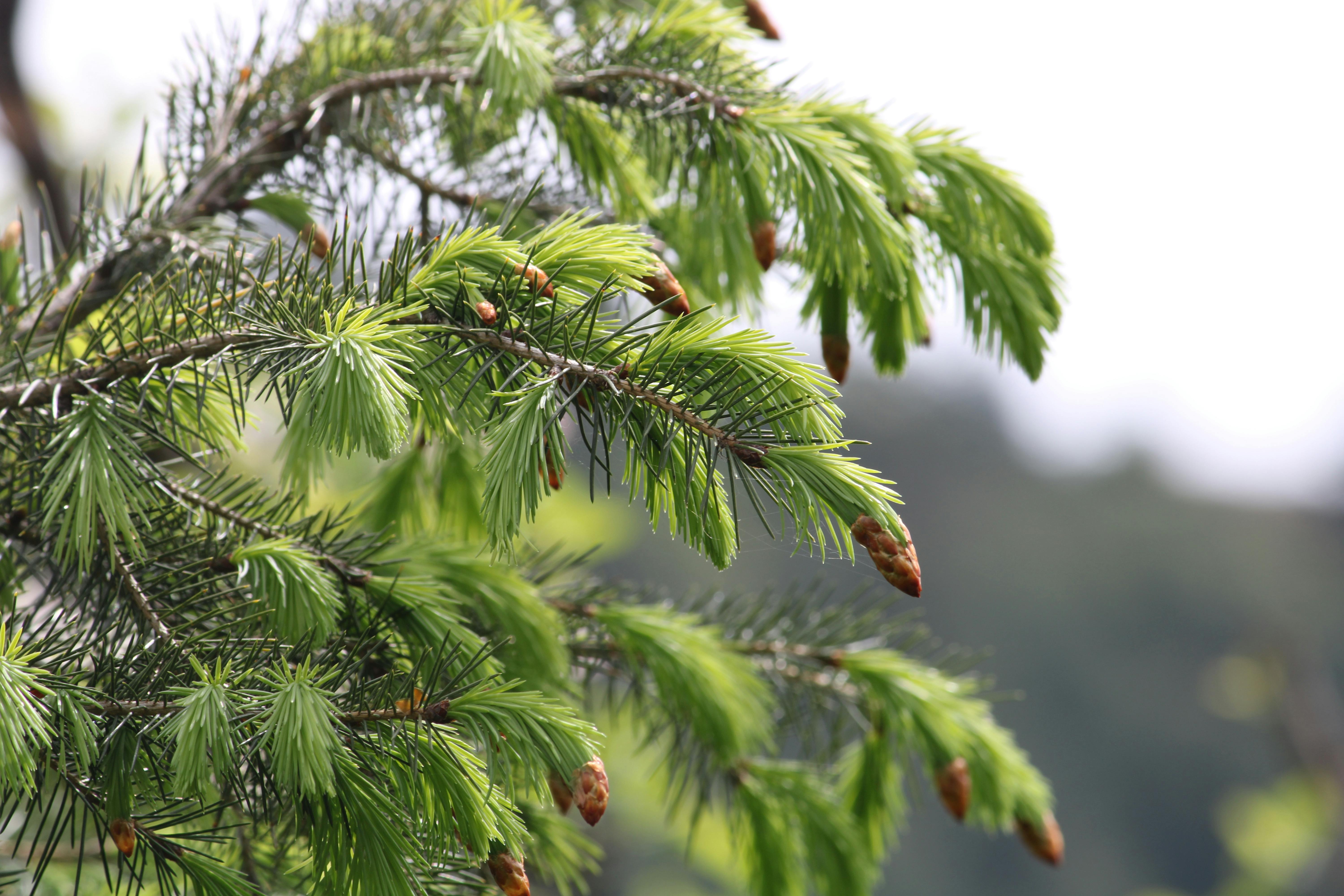 Green Pine Tree · Free Stock Photo