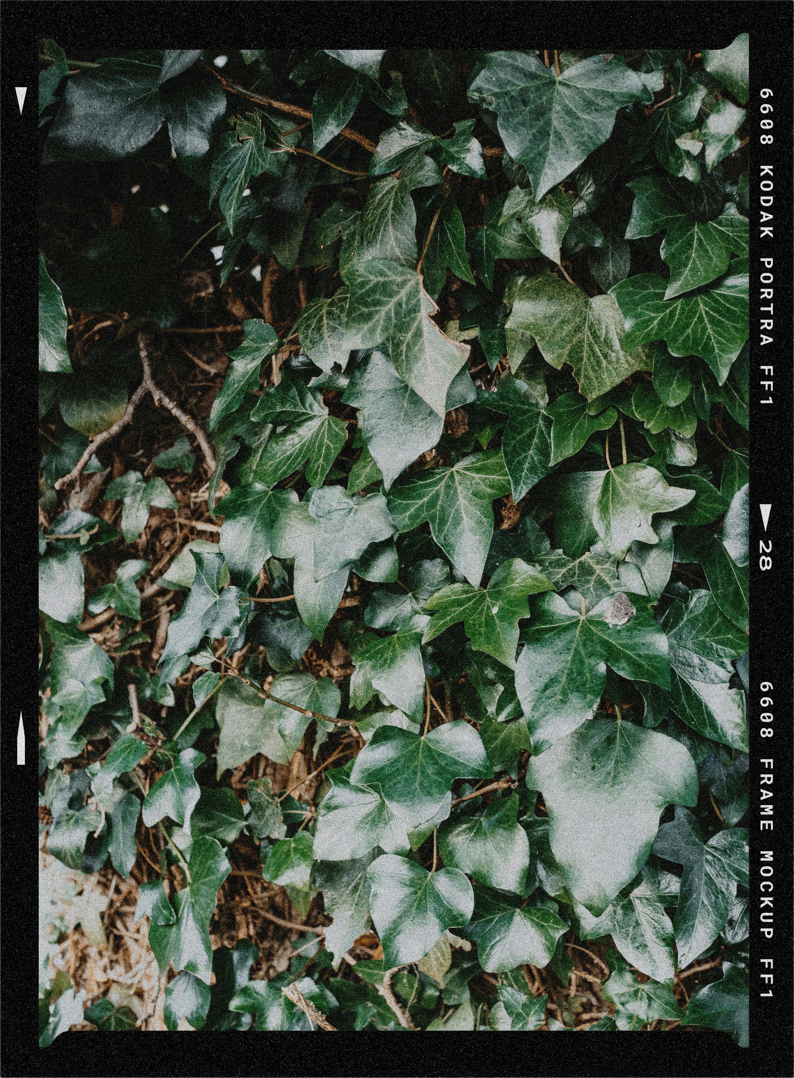 Full Shot of Green Leaves of Vine Plant · Free Stock Photo