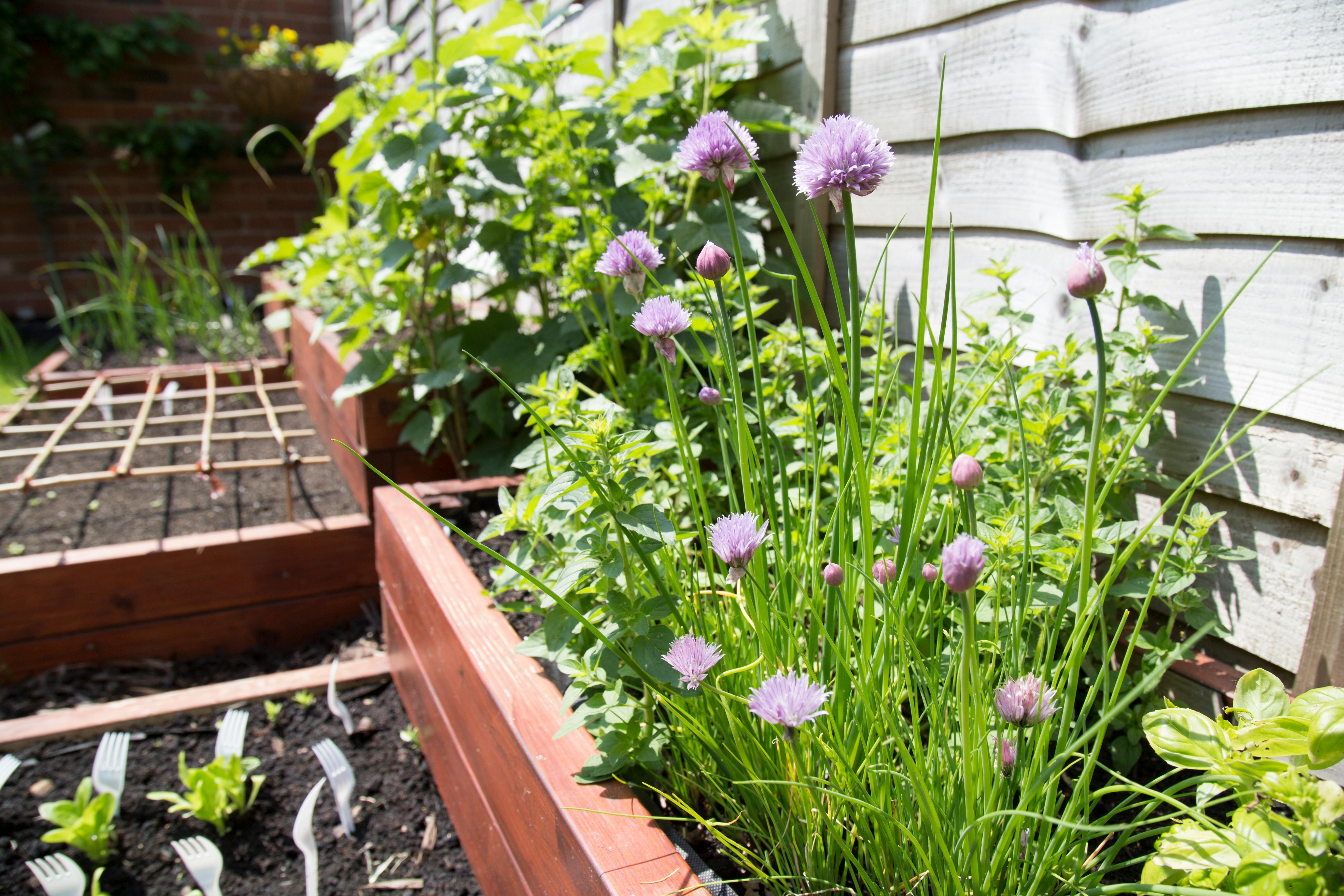 Free stock photo of chive, chive flowers, crops