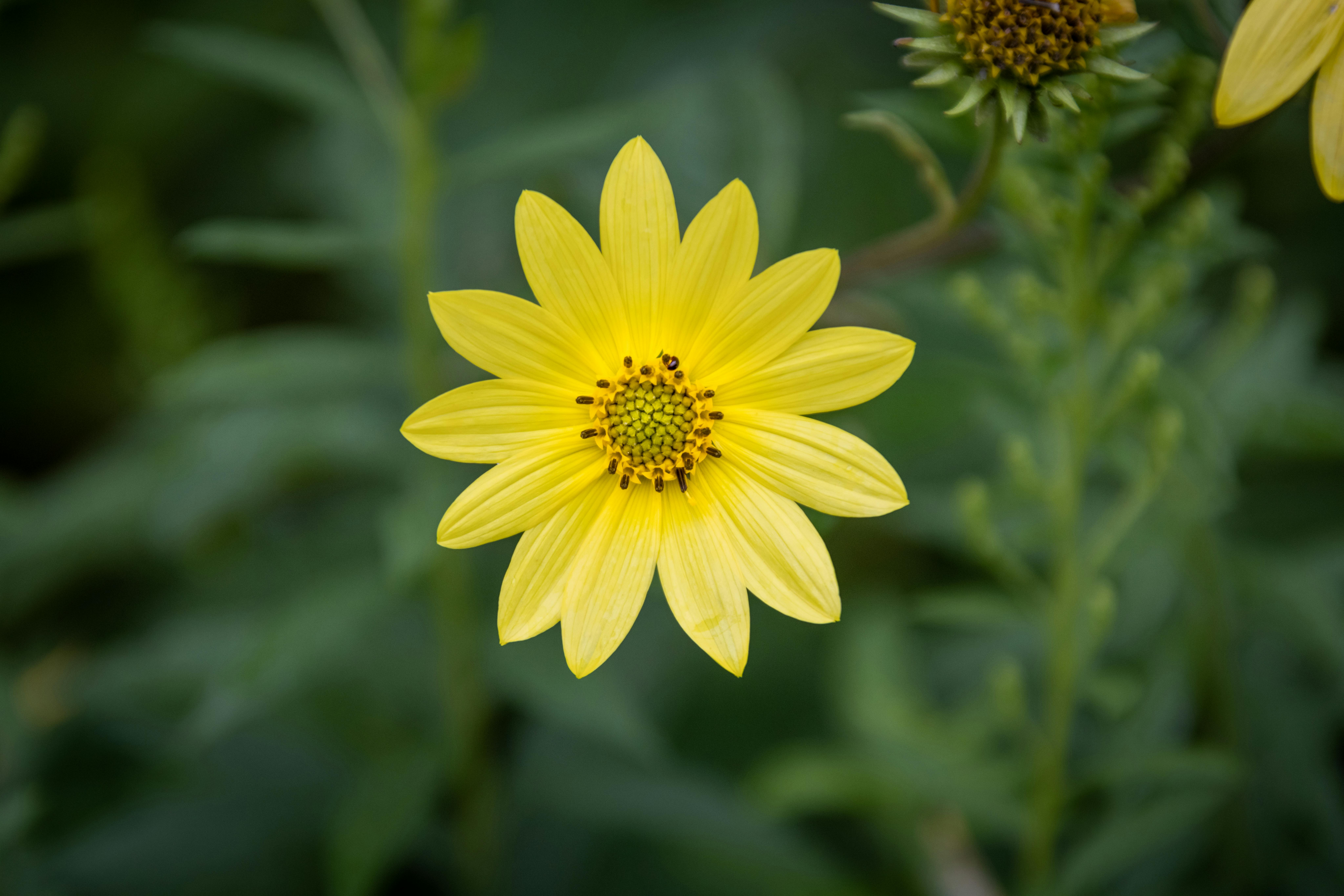 Sunchokes Photos, Download The BEST Free Sunchokes Stock Photos & HD Images