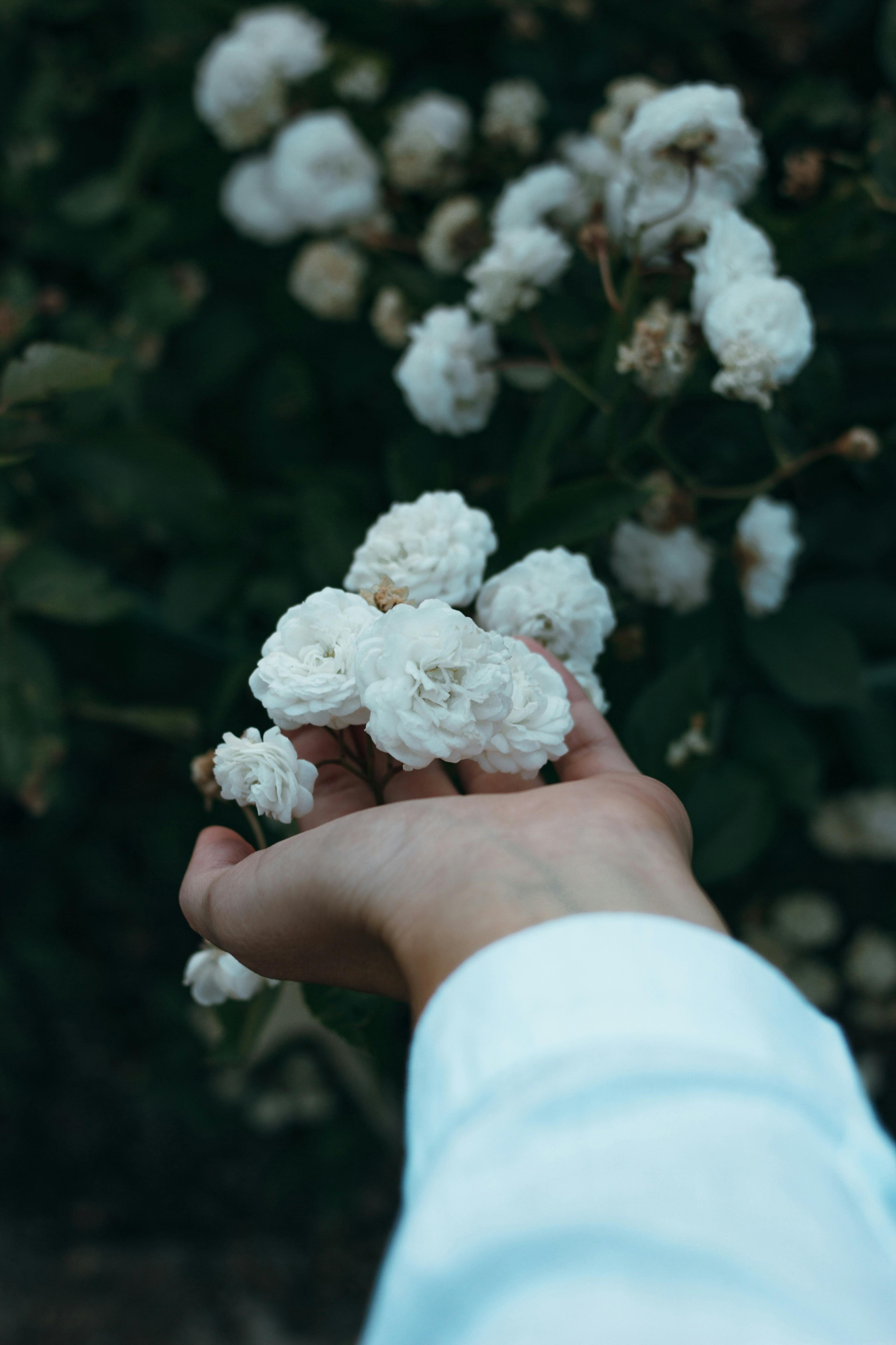100,000+ Best White Roses Photos · 100% Free Download · Pexels Stock Photos