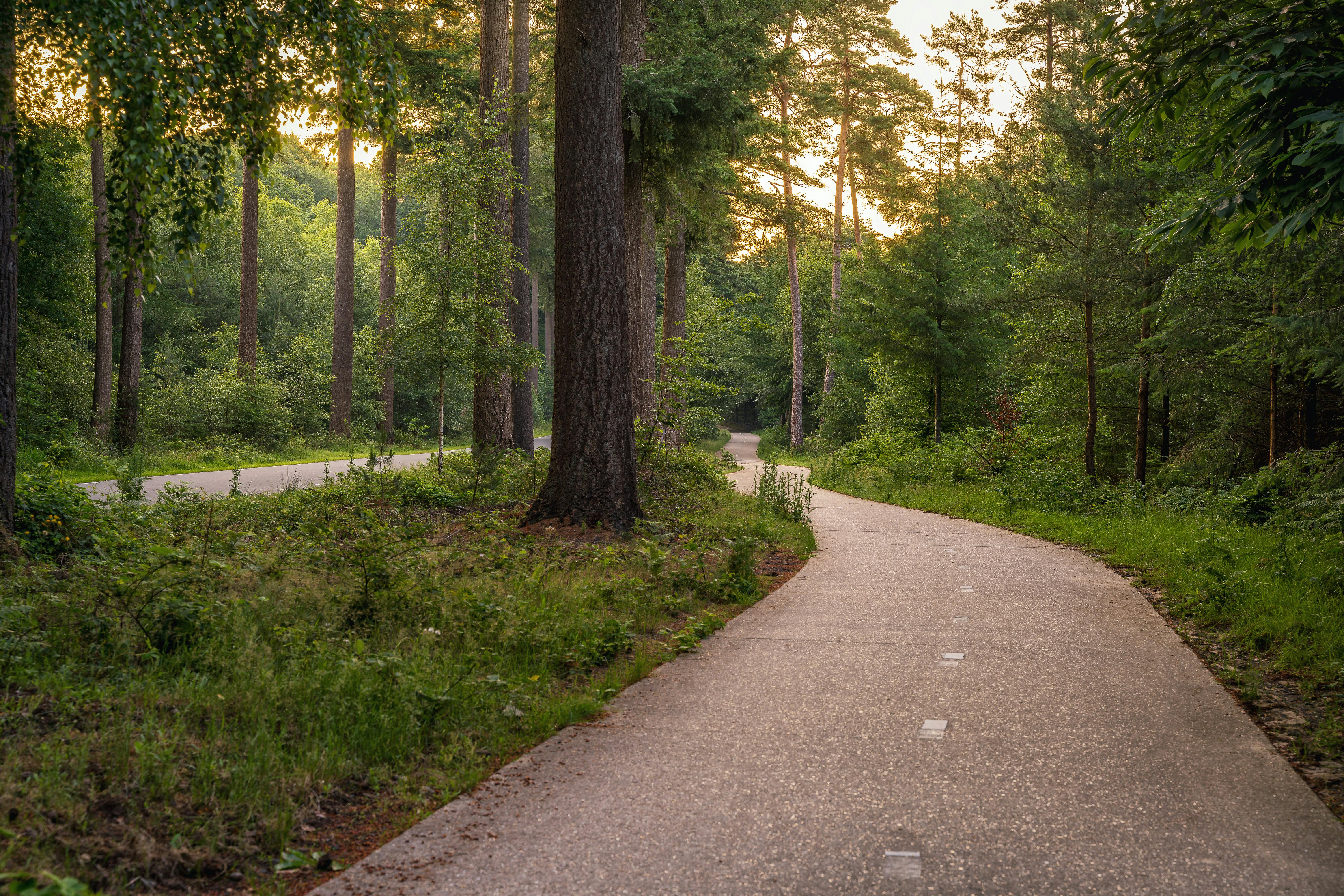 Empty Pathway Surrounded by Trees and Grass · Free Stock Photo