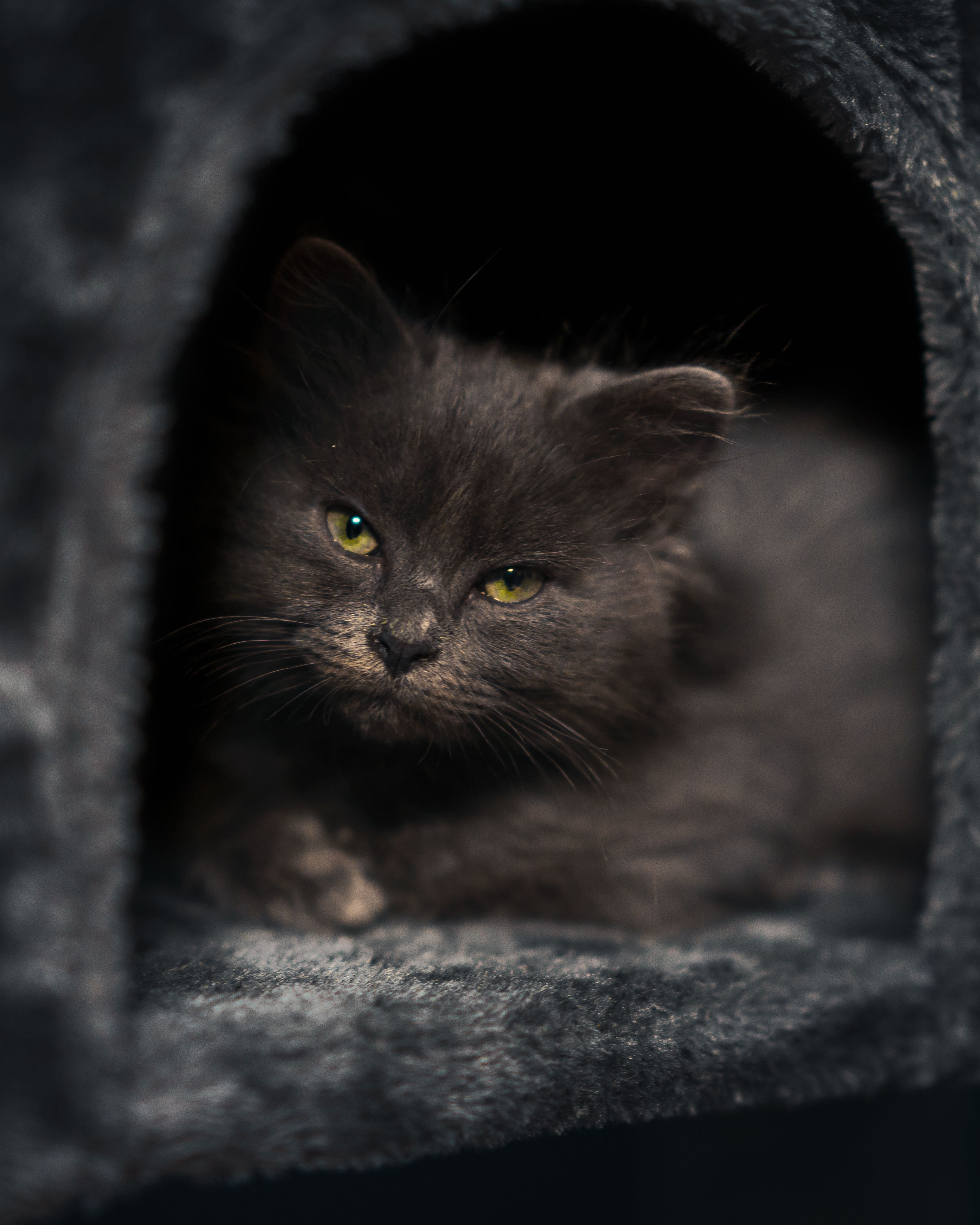 Sassy Look from a Cat · Free Stock Photo