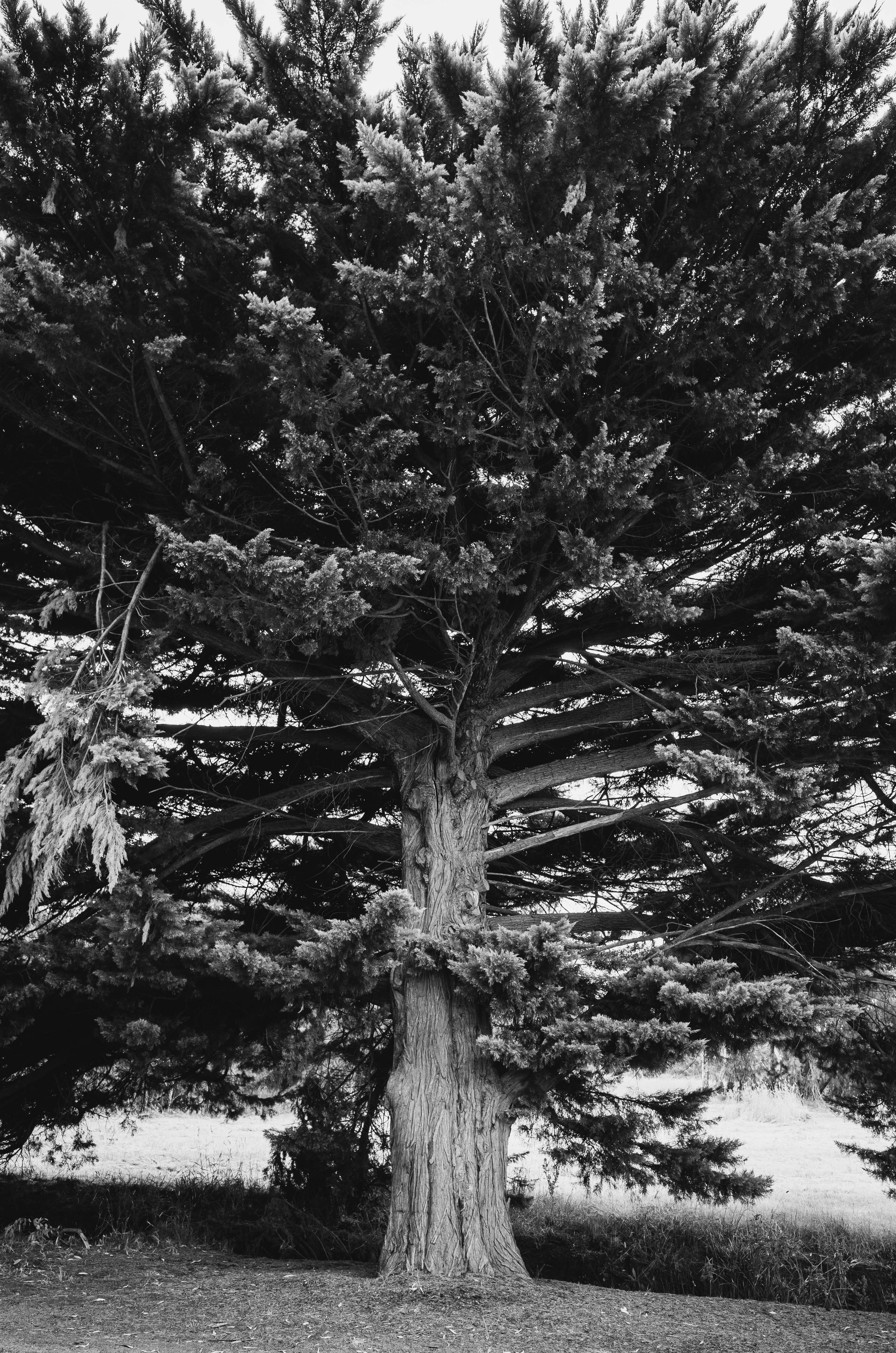 Grayscale Photo of Trees in the Forest · Free Stock Photo