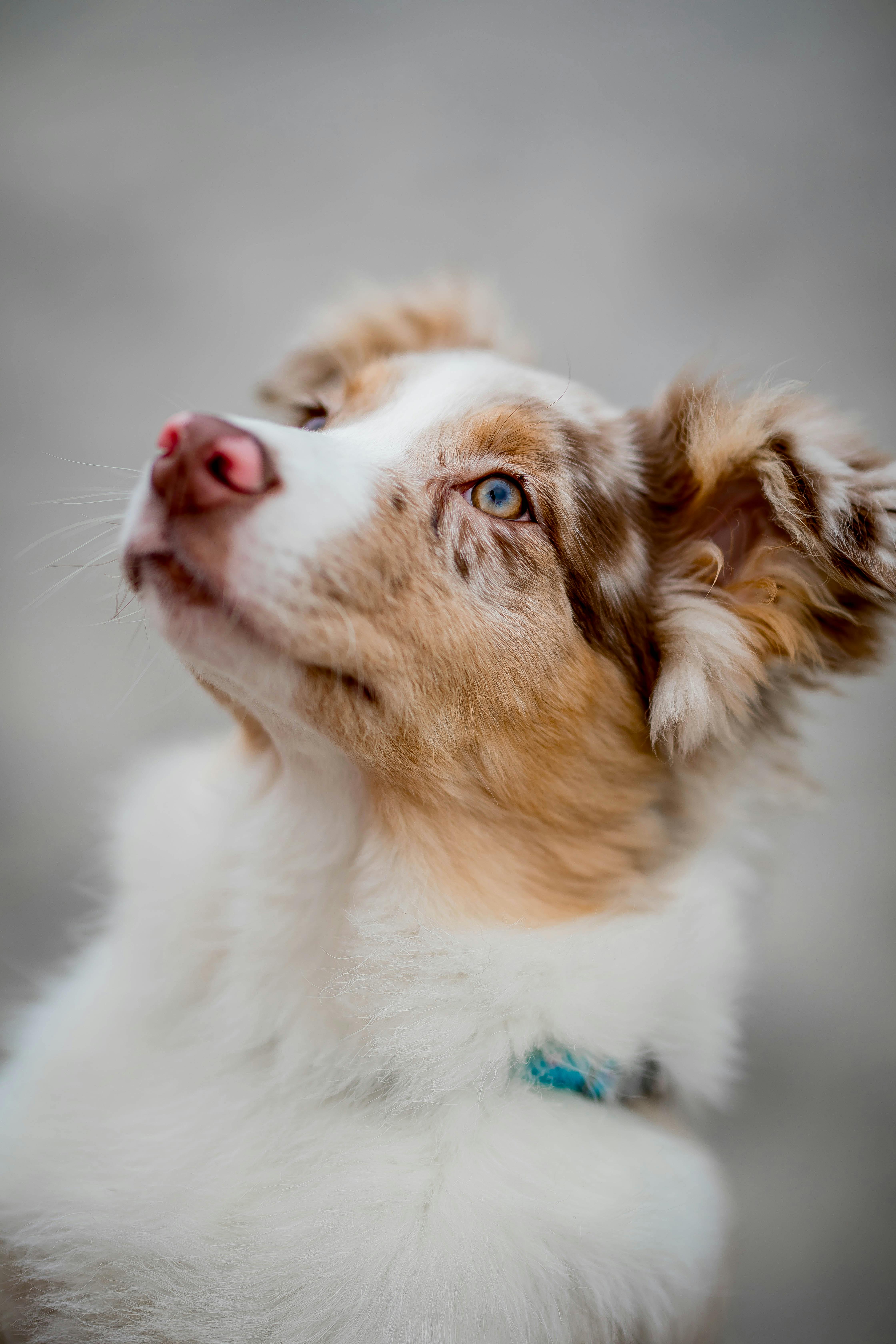Photography of Three Dogs Looking Up · Free Stock Photo