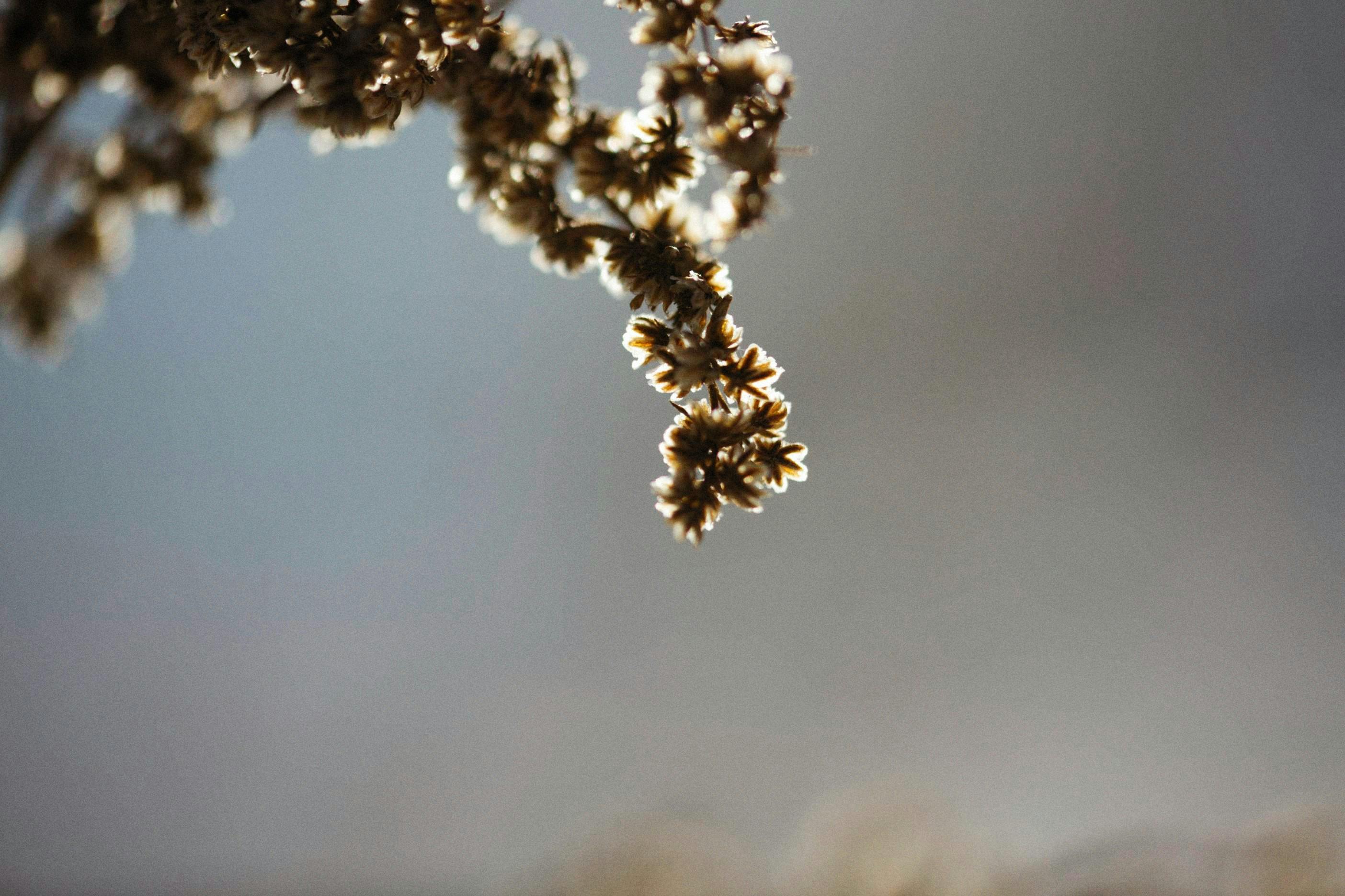 A Close-Up Shot of Dried Solidago Flowers · Free Stock Photo