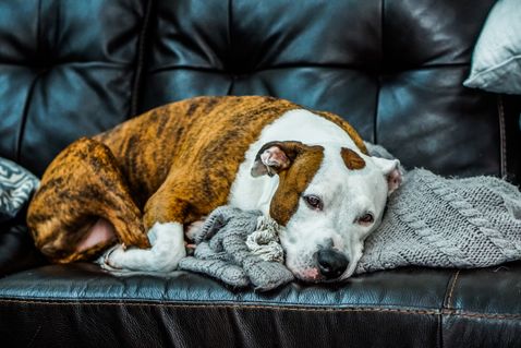 Pitbull Lab Mix: Essential Guide to Owning a Bullador Breed