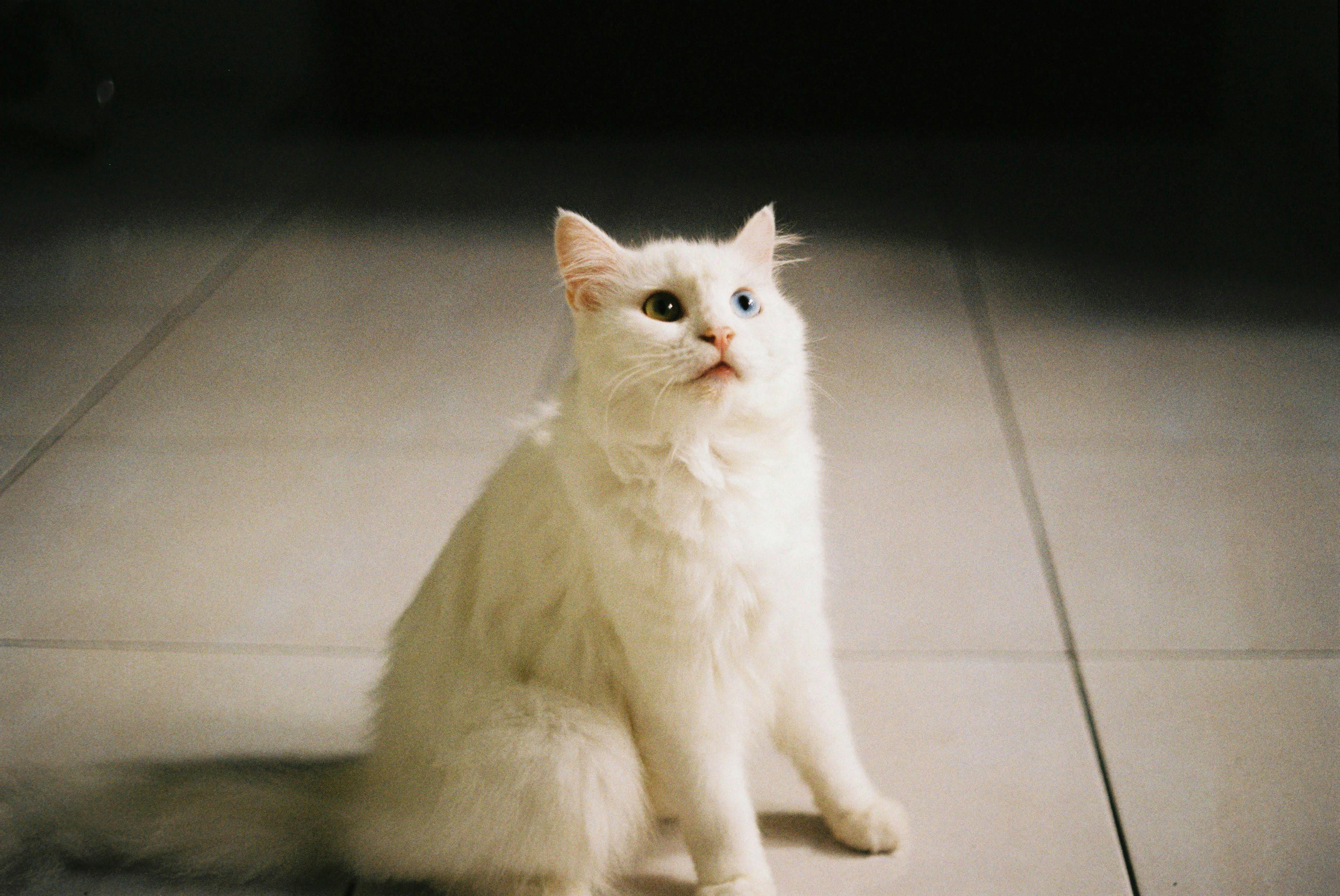 White Cat Sitting on Tiled Floor · Free Stock Photo
