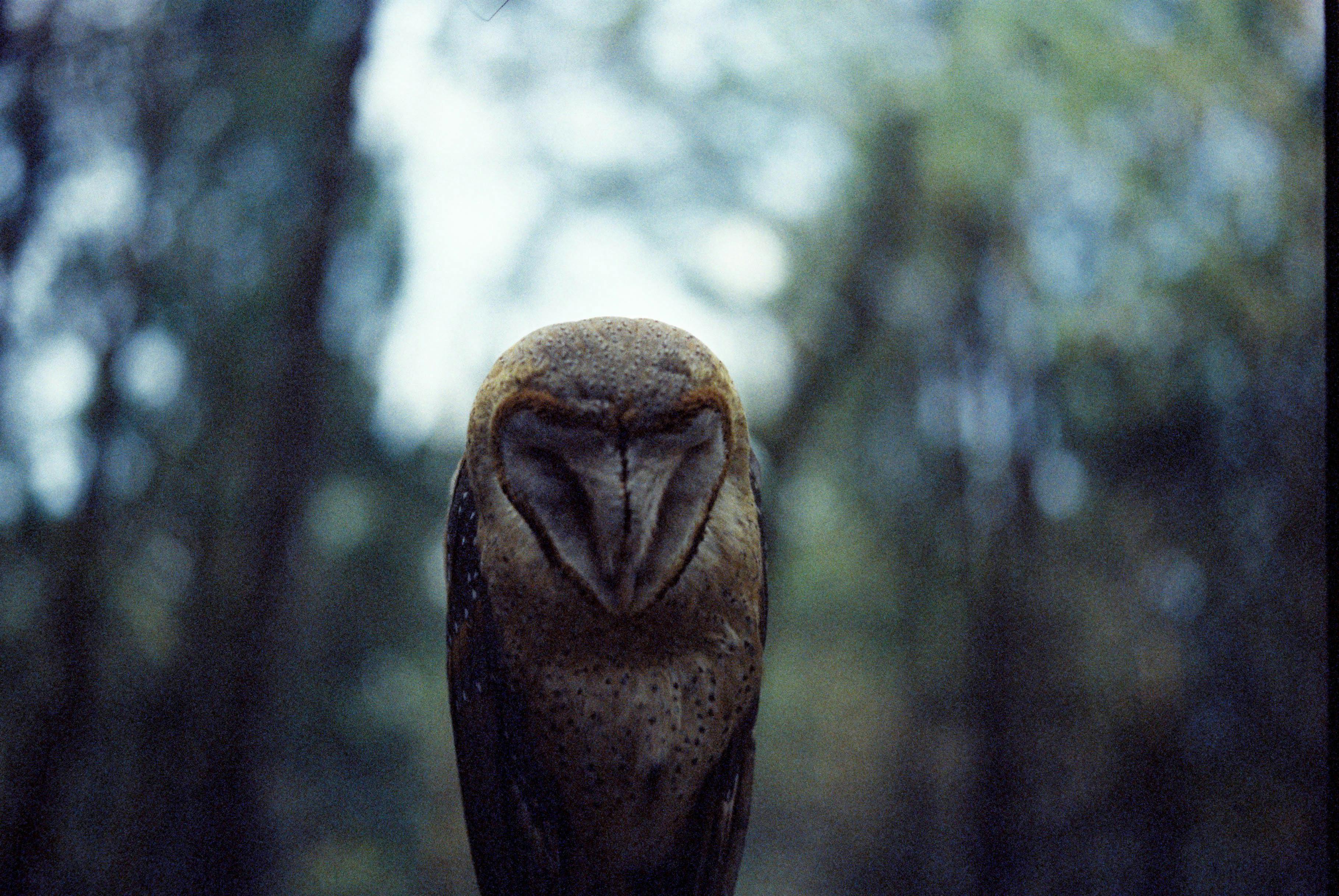 Owl Java Photos, Download The BEST Free Owl Java Stock Photos & HD Images