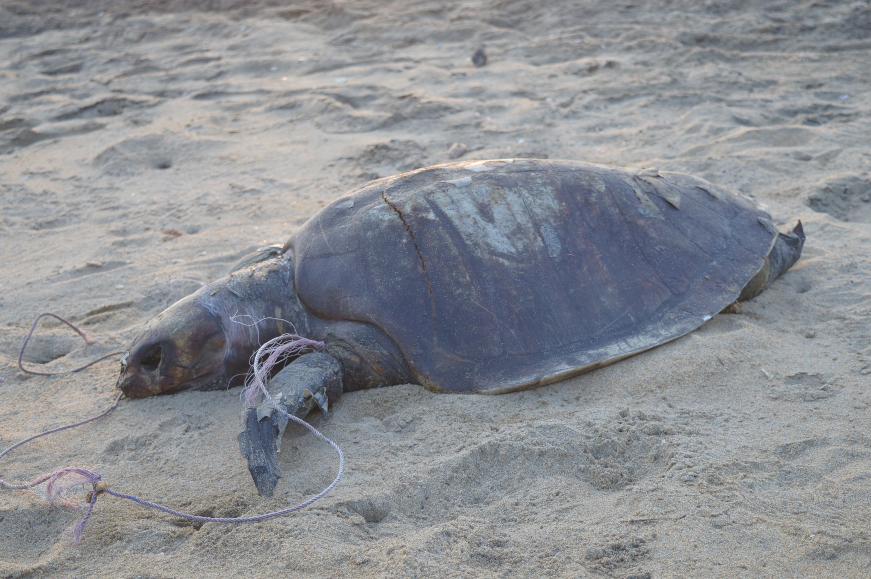 Dead Turtles Photos, Download The BEST Free Dead Turtles Stock Photos ...
