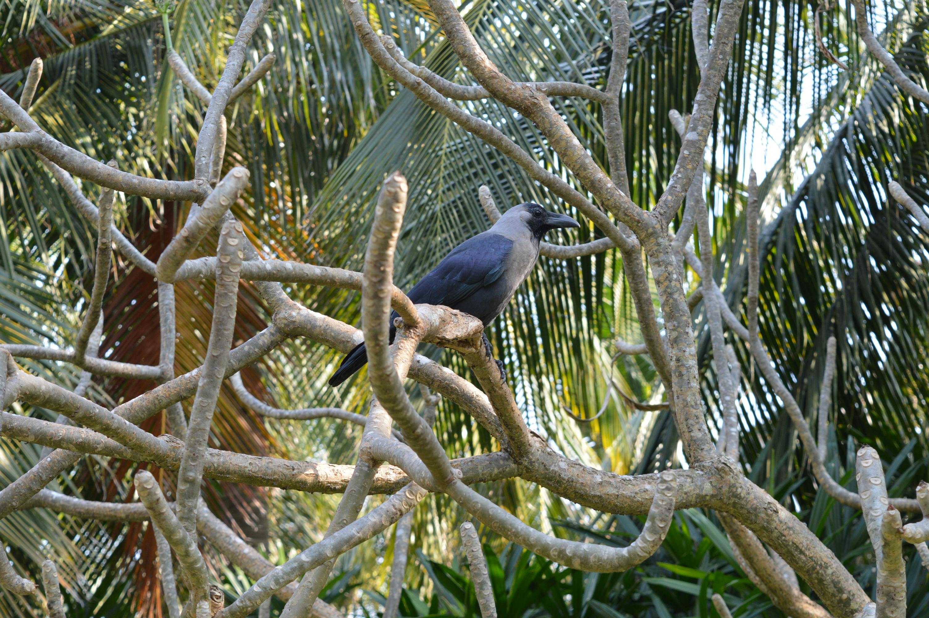 Black Bird on Tree Branch · Free Stock Photo