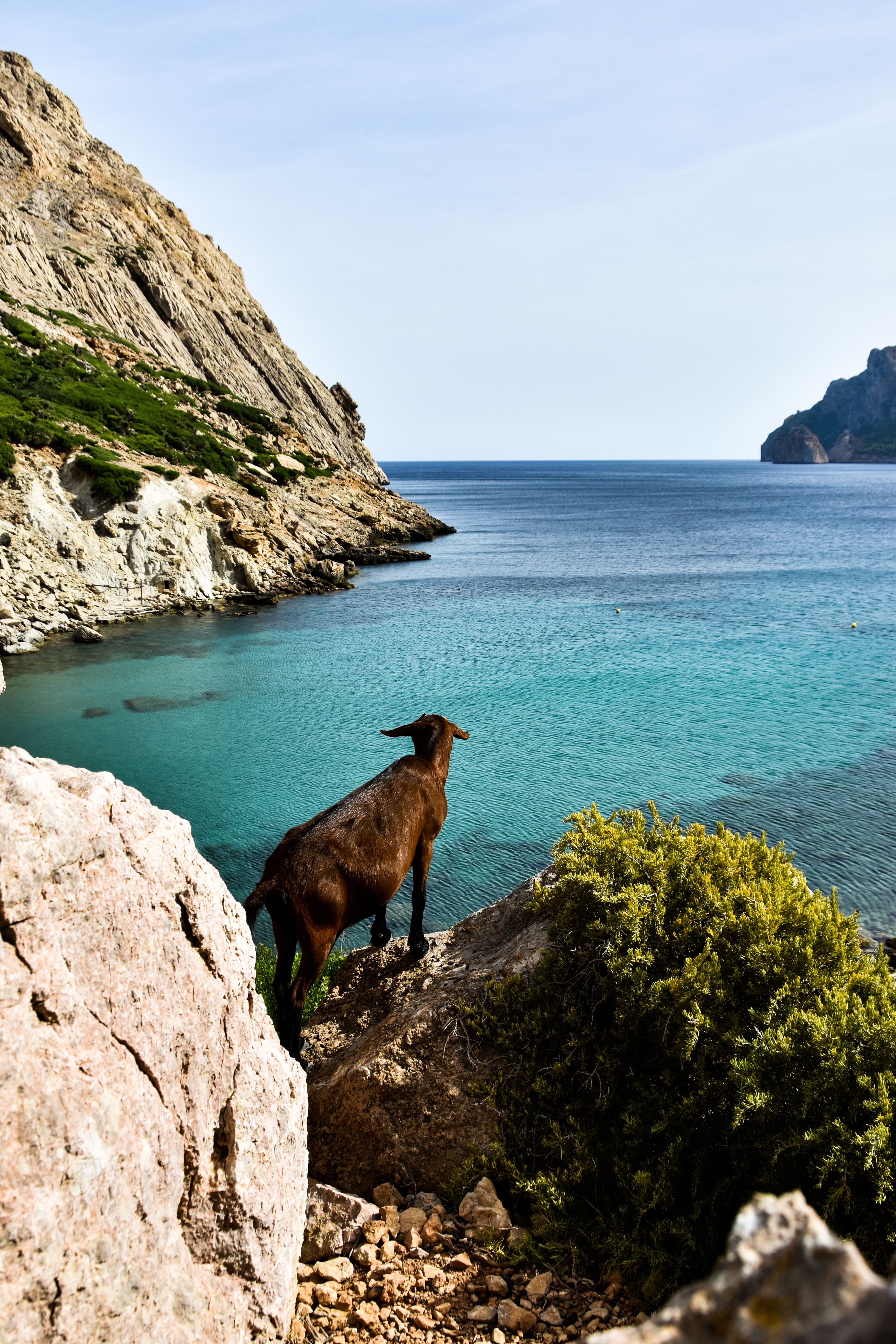 A Goat on a Cliff · Free Stock Photo
