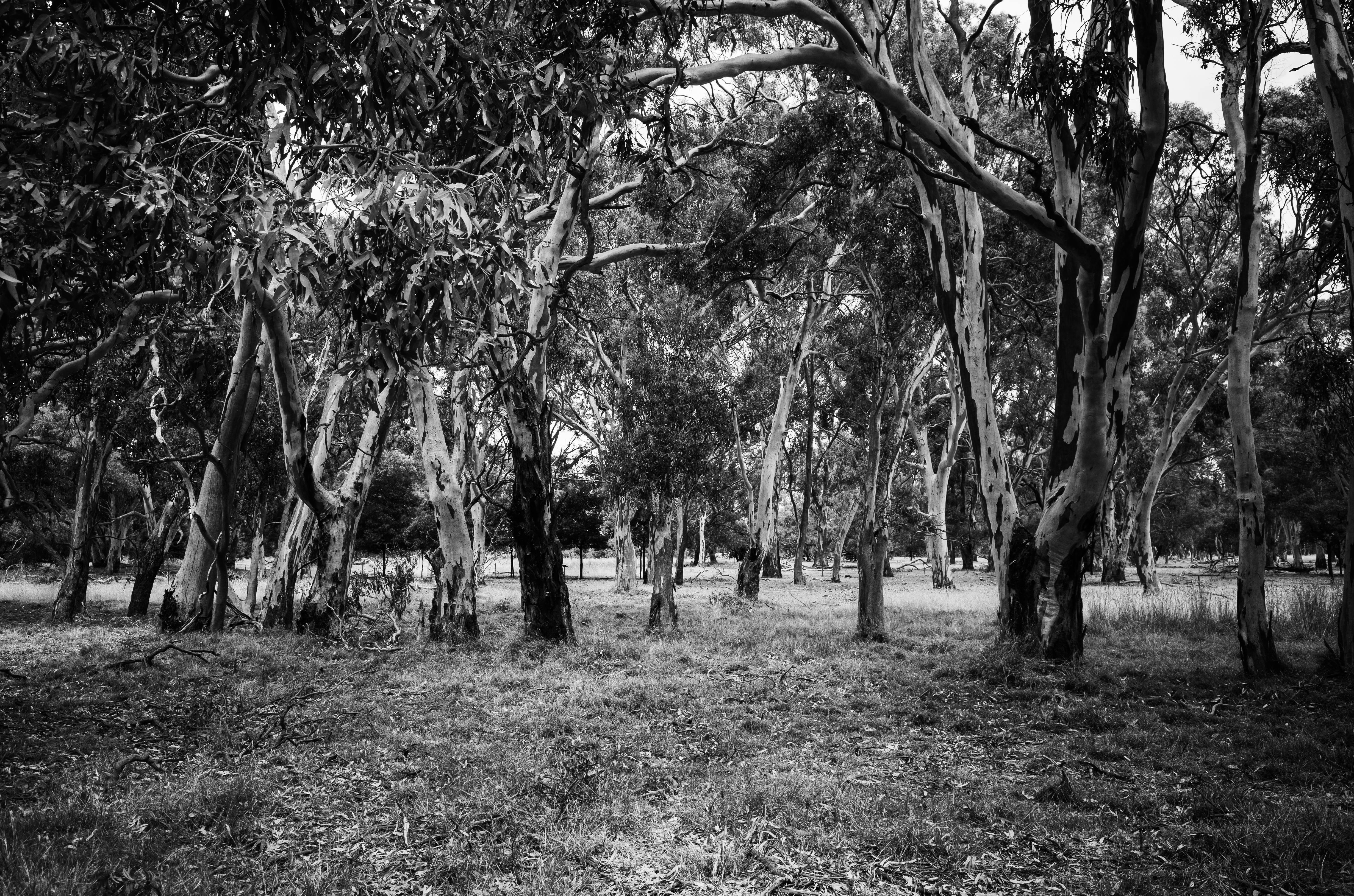 Grayscale of Forest Trees · Free Stock Photo