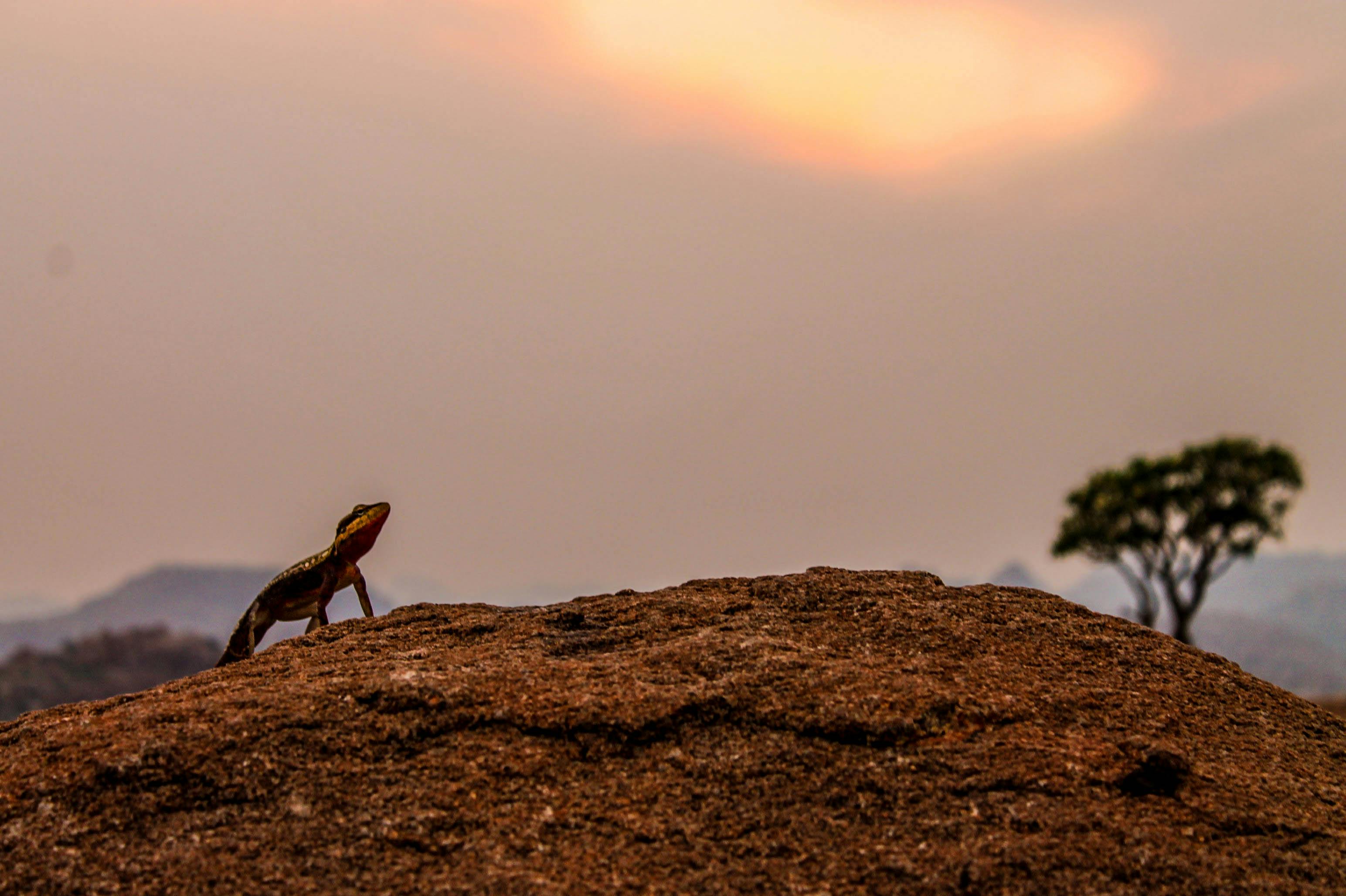 Lizard With Sunset Photos, Download The BEST Free Lizard With Sunset ...