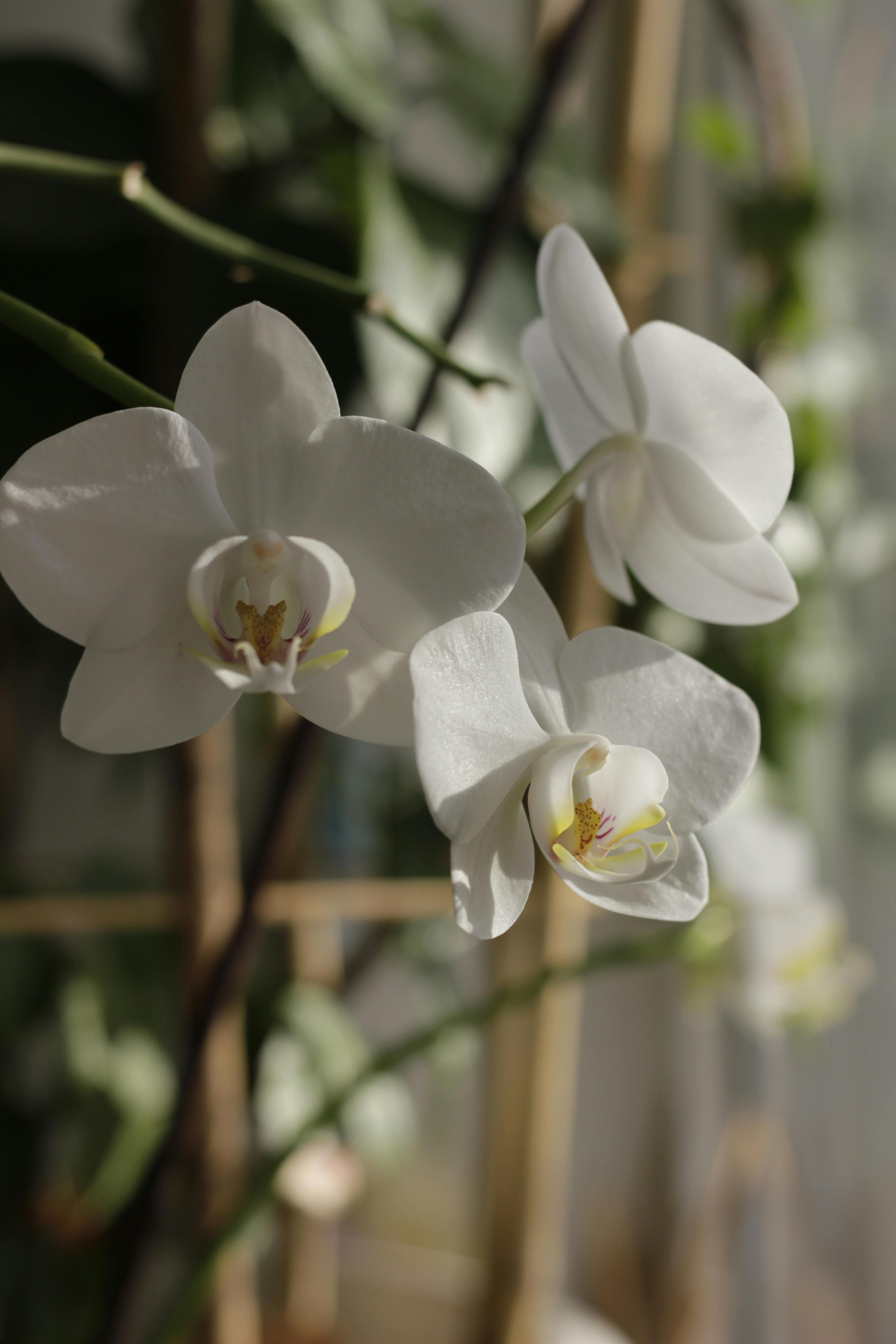 Close-Up Shot of White Orchids · Free Stock Photo