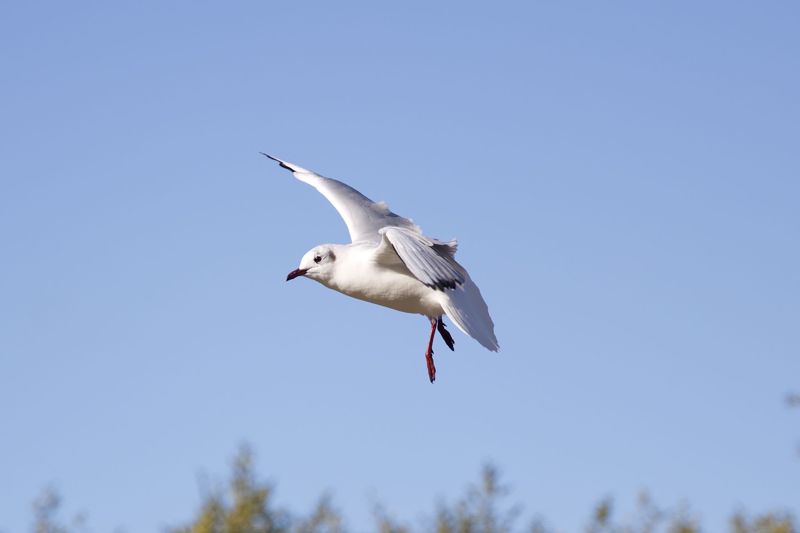 Close-Up Shot of a Seagull Flying · Free Stock Photo