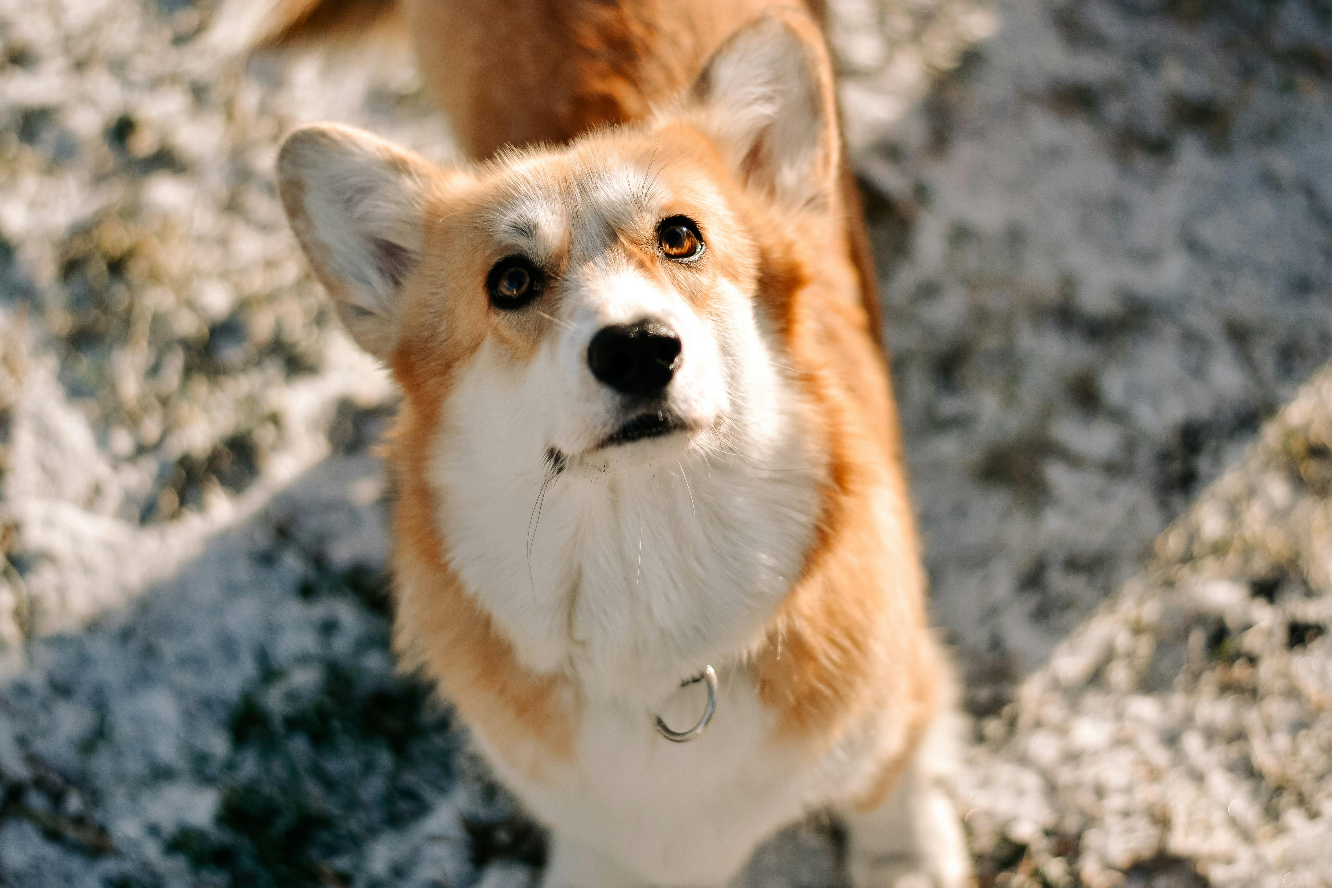 Brown and White Corgi on the Floor · Free Stock Photo