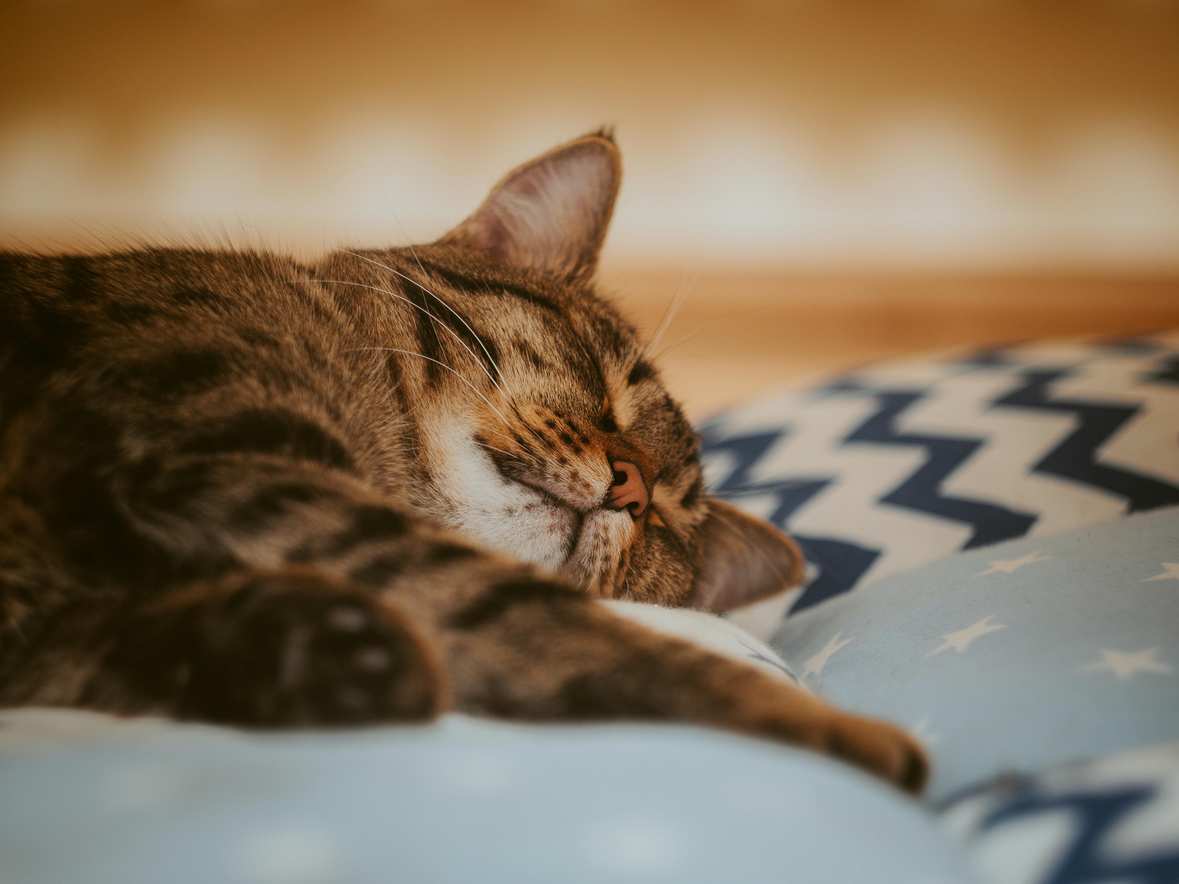 A Cat on its Bed Indoors · Free Stock Photo