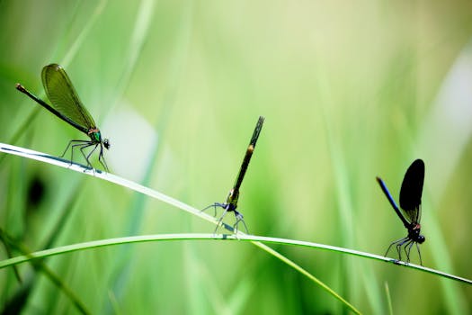 Free stock photos of insects · Pexels