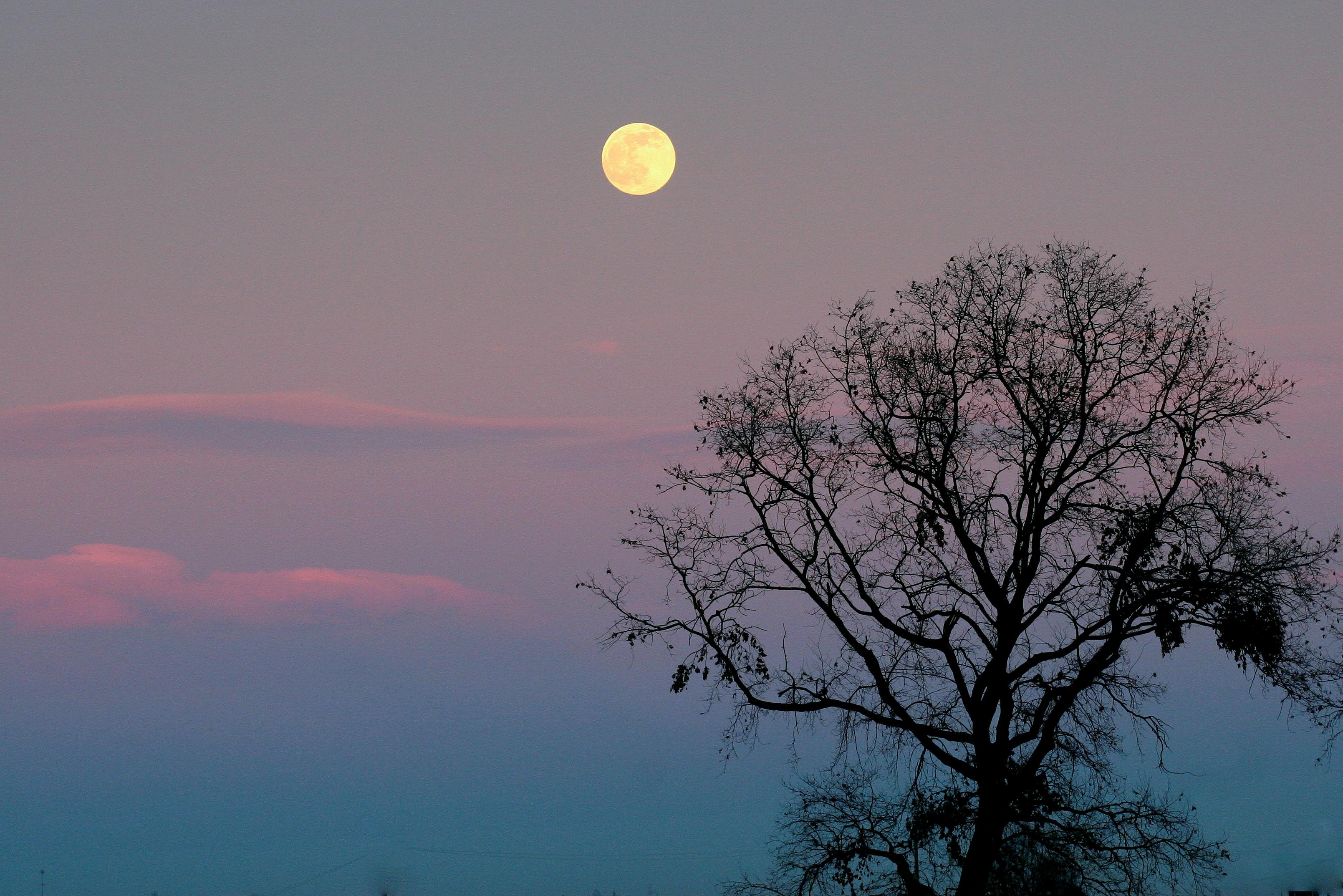 Khe Luna Tree Photos, Download The BEST Free Khe Luna Tree Stock Photos ...