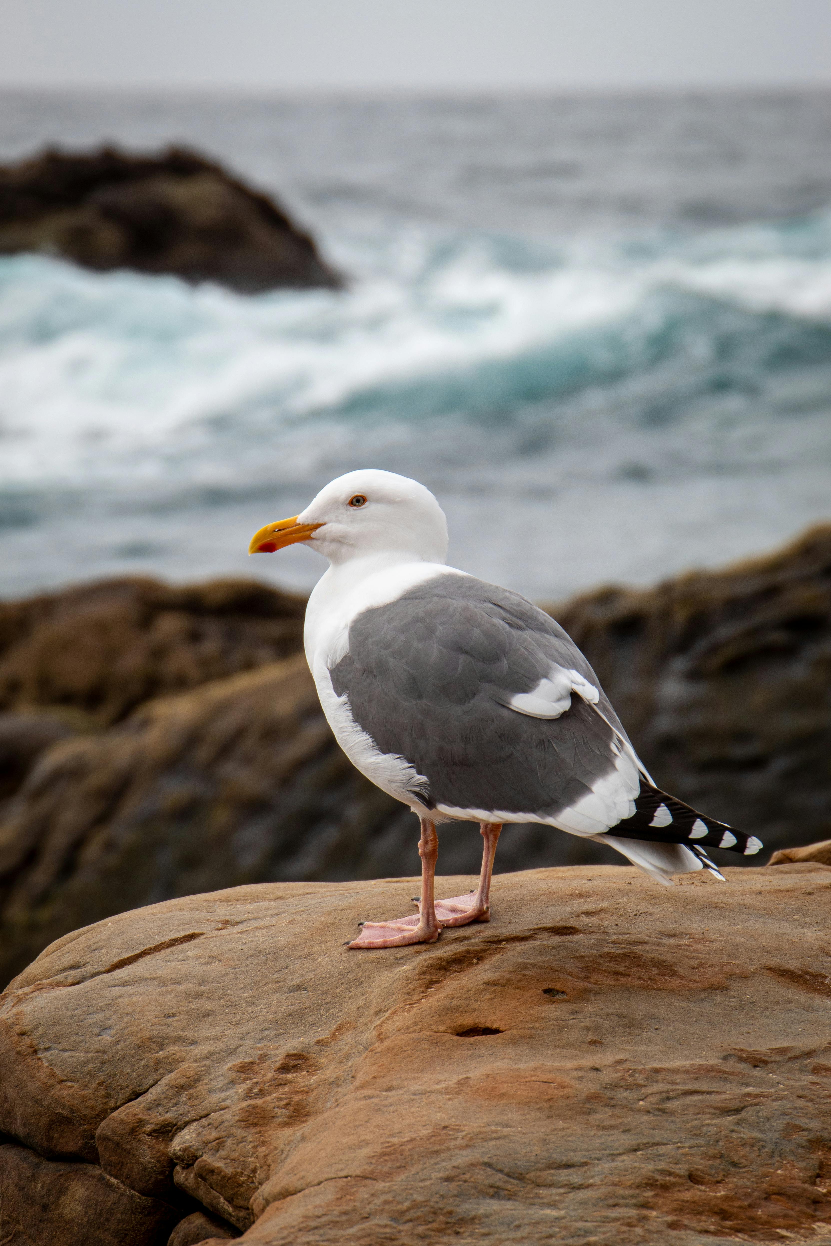 A Person Feeding a Seagull · Free Stock Photo