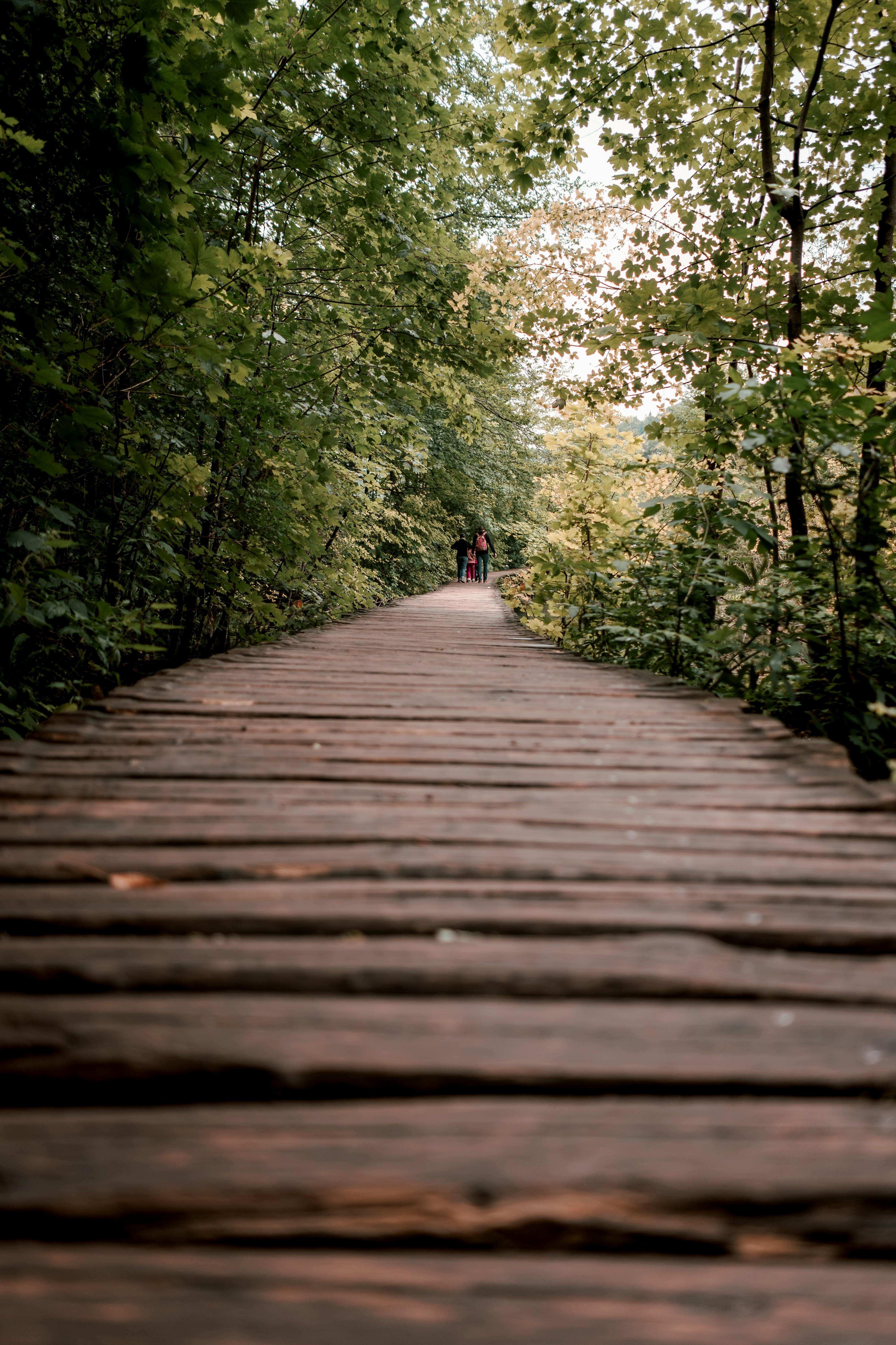 Boardwalk Made of Wooden Planks · Free Stock Photo