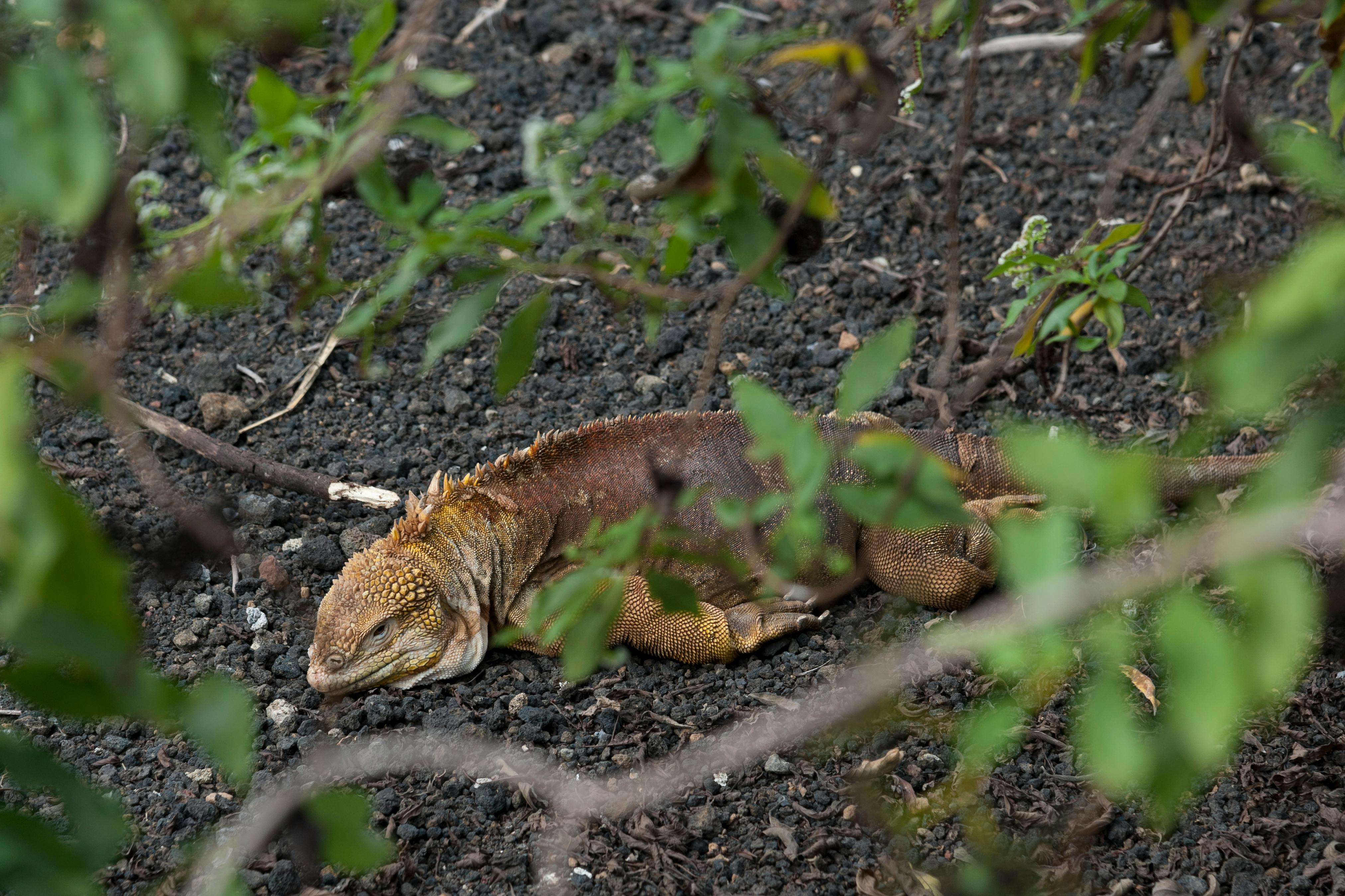 Galapagos Land Iguana on the Ground · Free Stock Photo