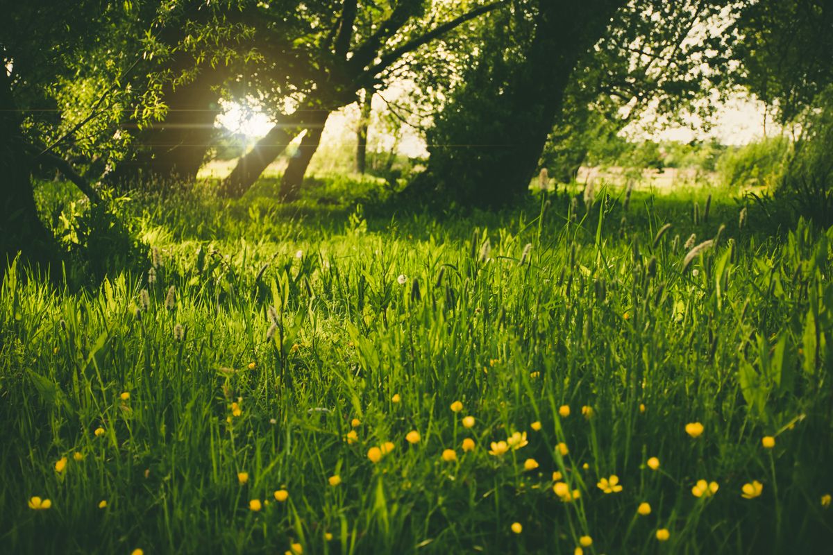 Grass Photos, Download The BEST Free Grass Stock Photos & HD Images