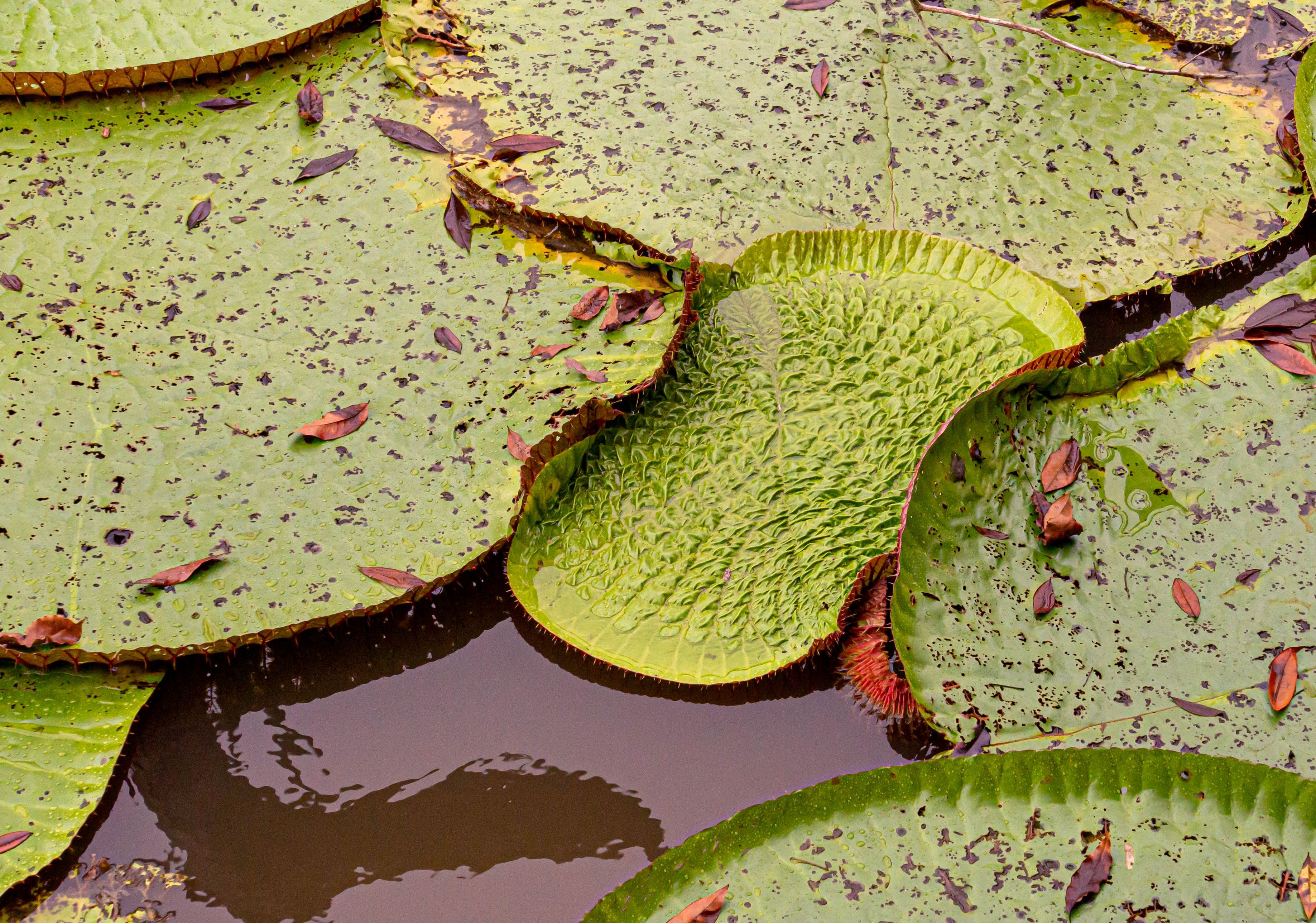 Green Lily Pads on Water · Free Stock Photo