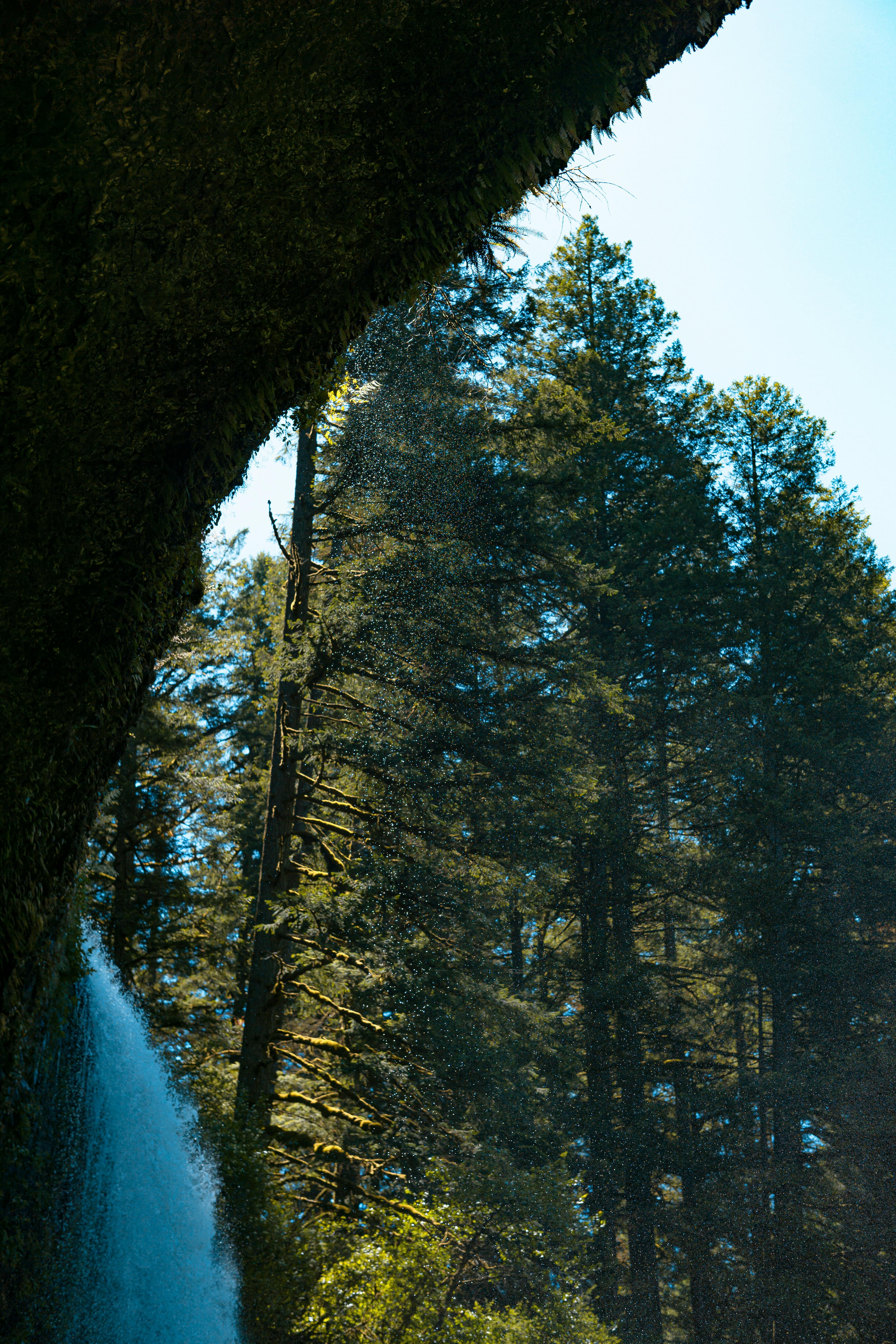 Tall Green Trees · Free Stock Photo