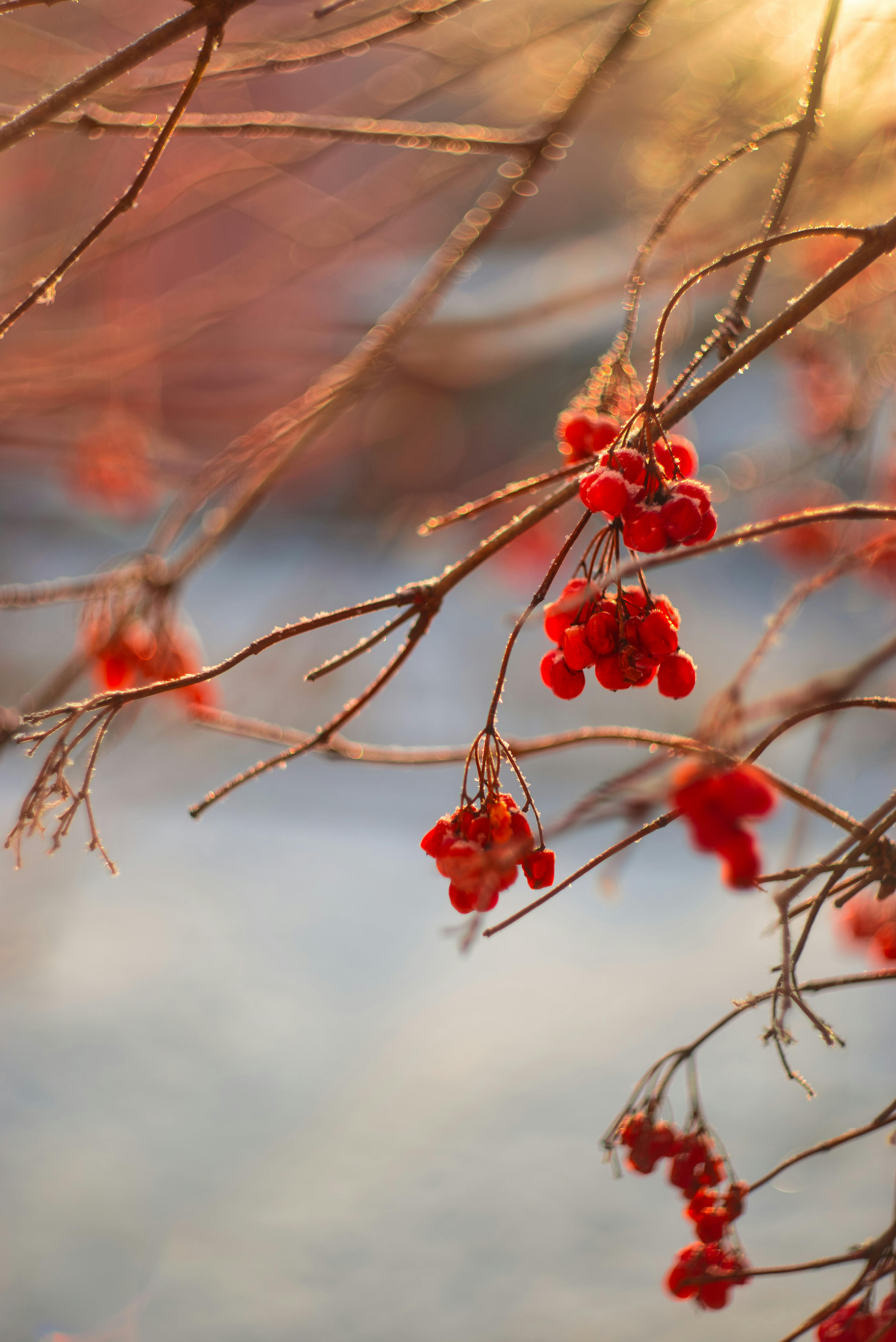 Red Berry Fruit · Free Stock Photo