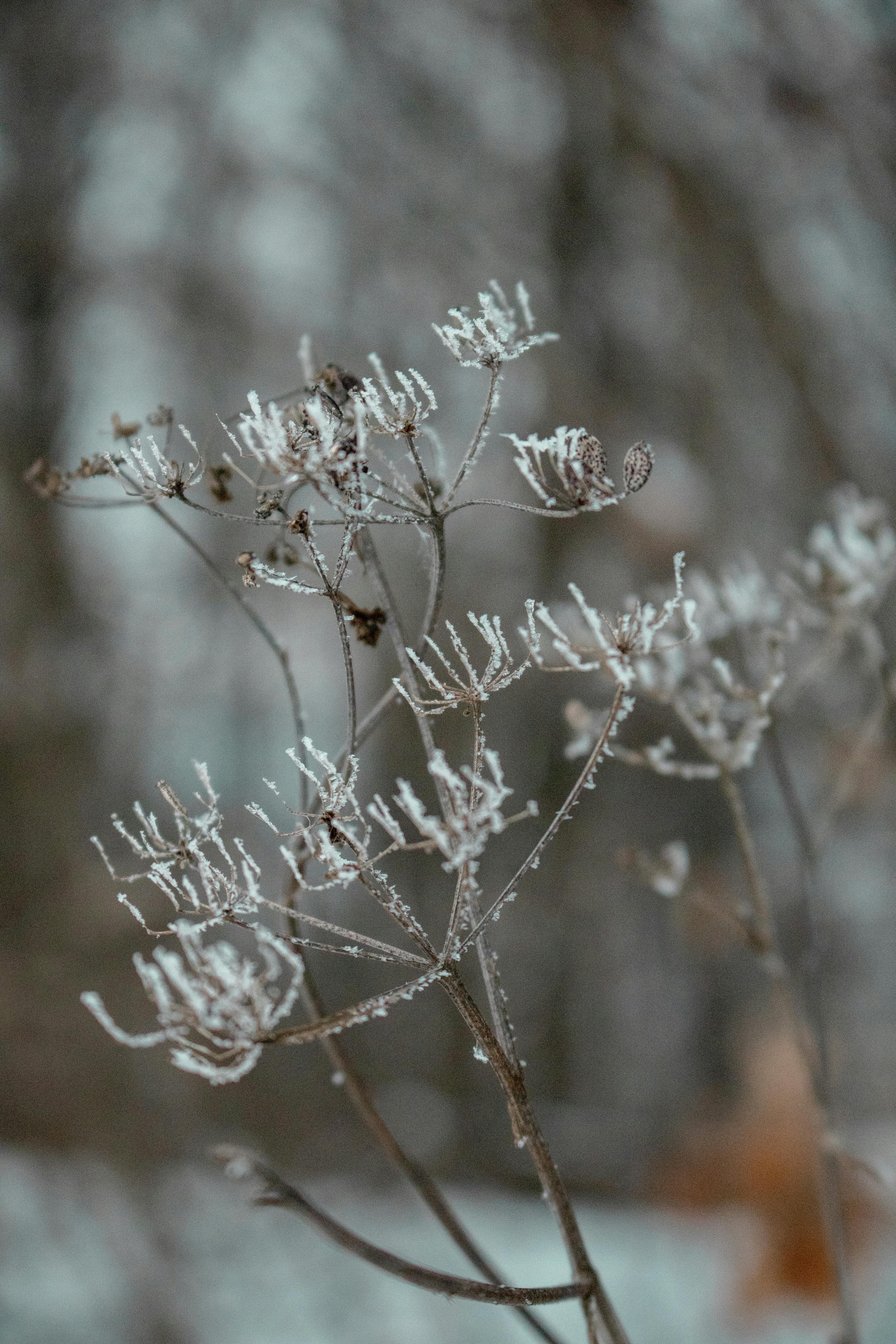 Shapes of Frost · Free Stock Photo