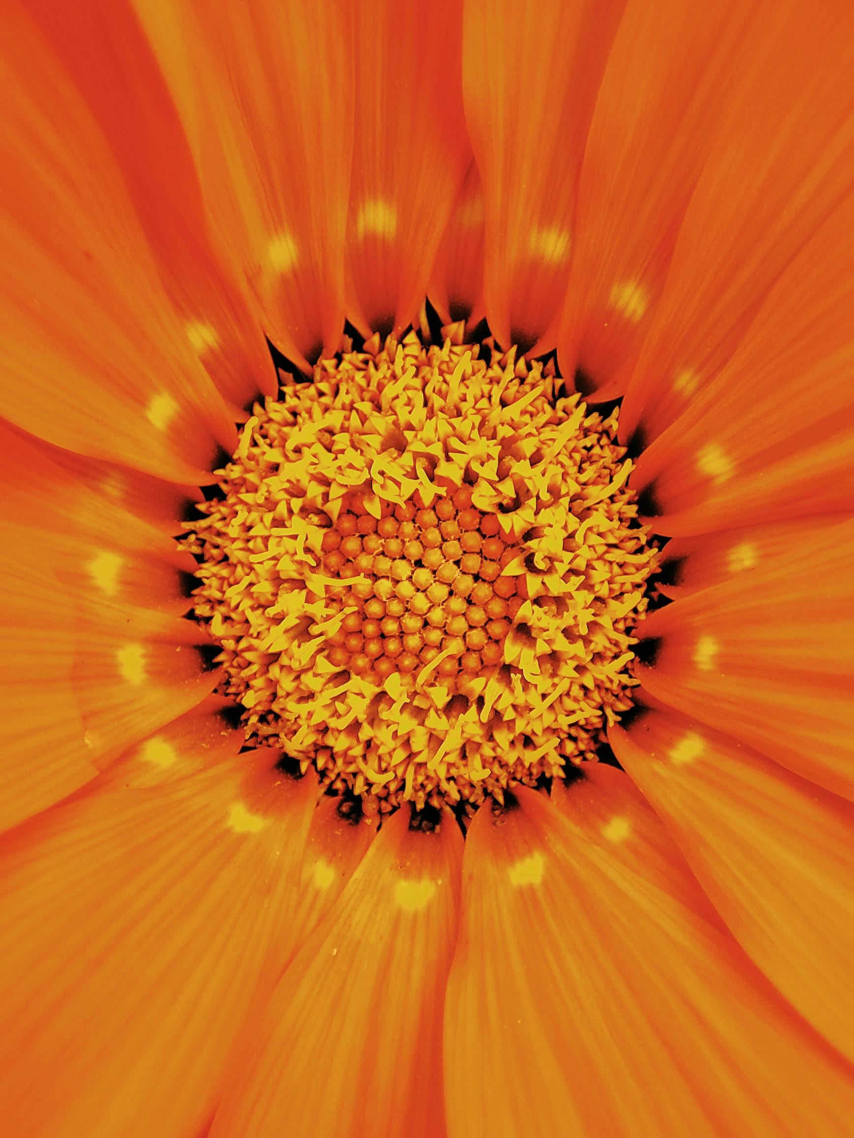 Orange Flower in Macro Shot · Free Stock Photo