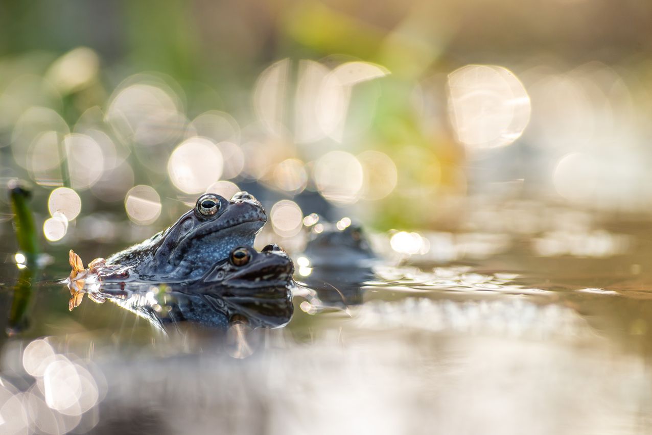 Frogs Classification System: A Comprehensive Taxonomic Guide