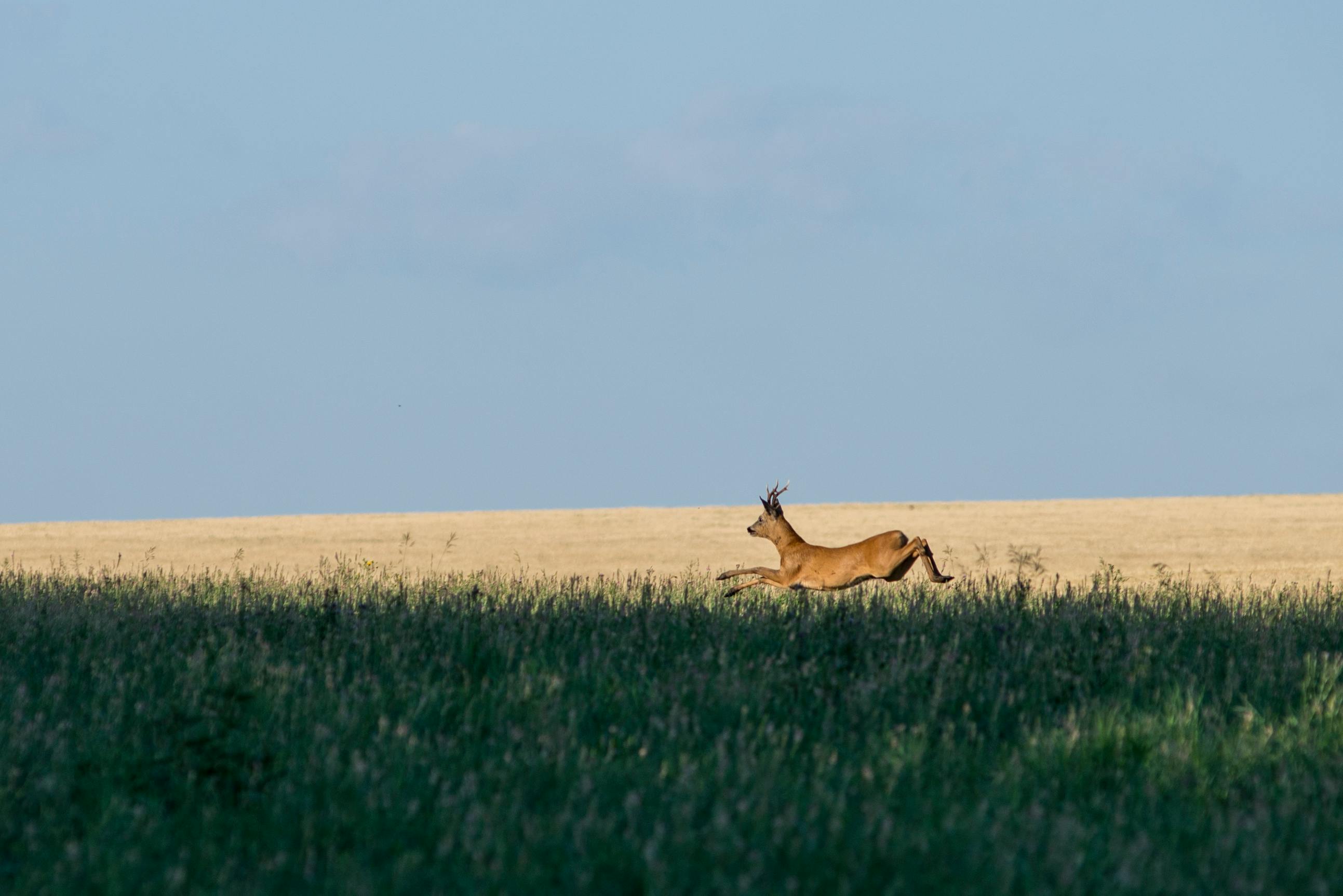 Antelope Galloping on Savanna · Free Stock Photo