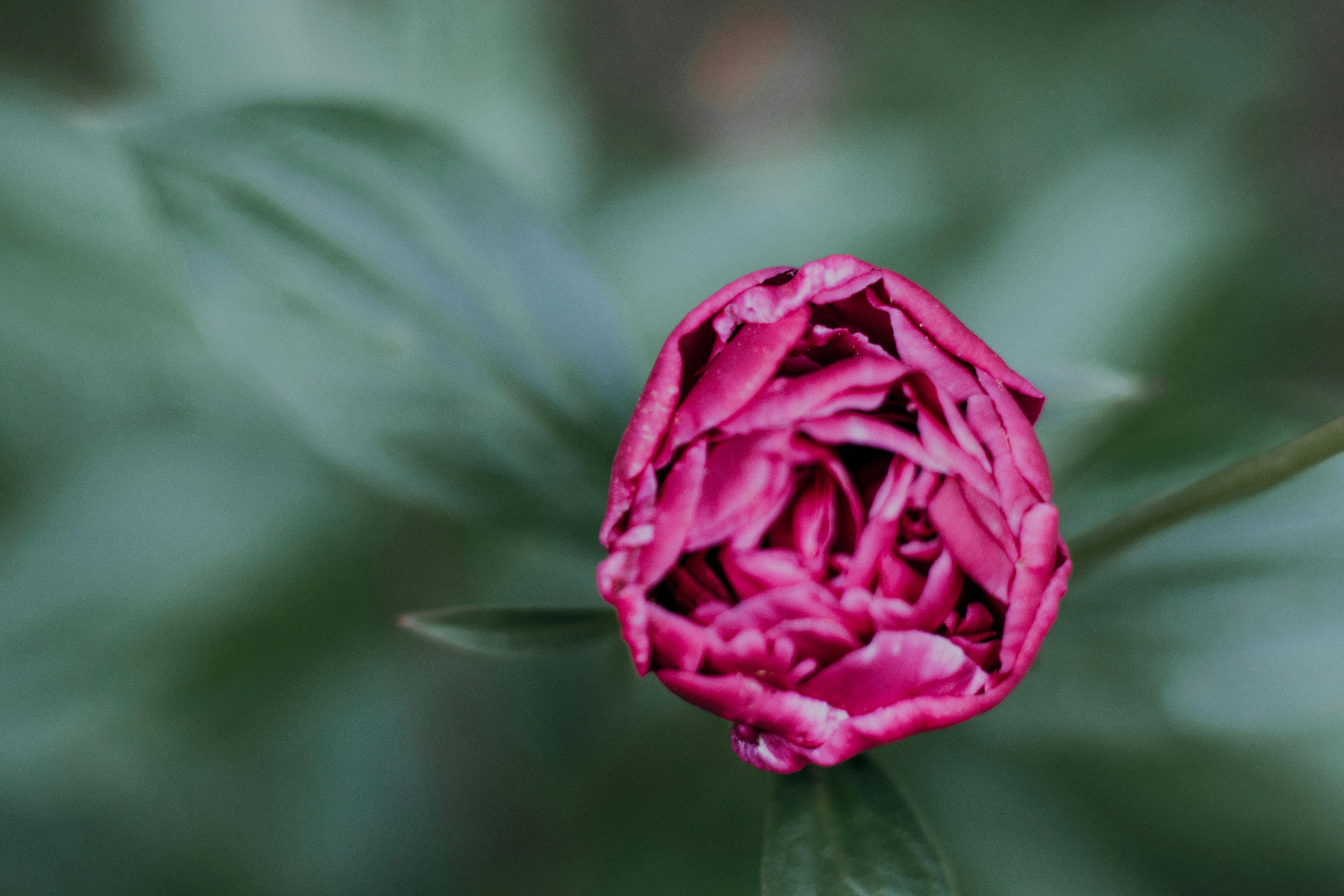 Free stock photo of bug, floral, flower