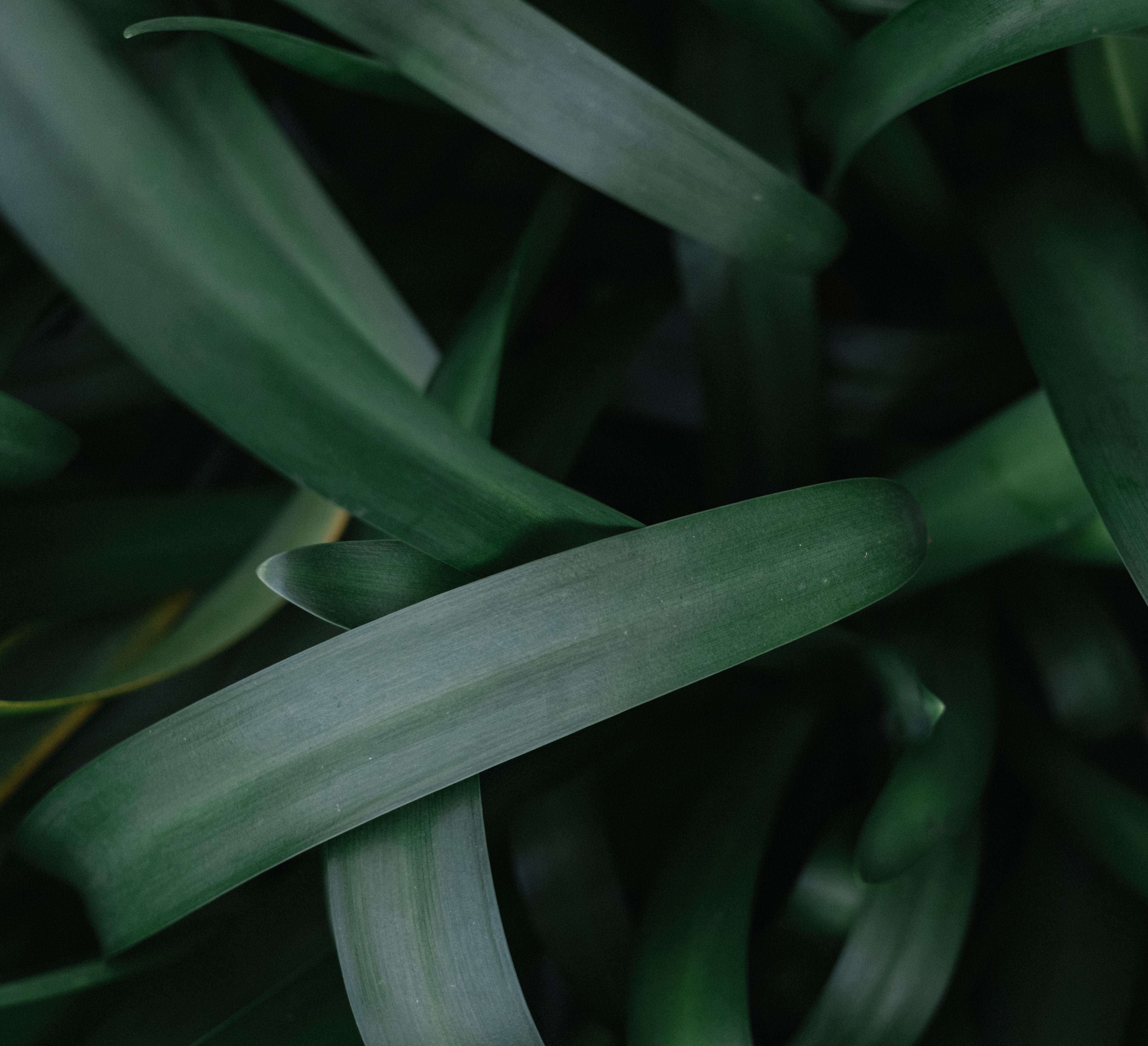 Green Plants in the Garden · Free Stock Photo