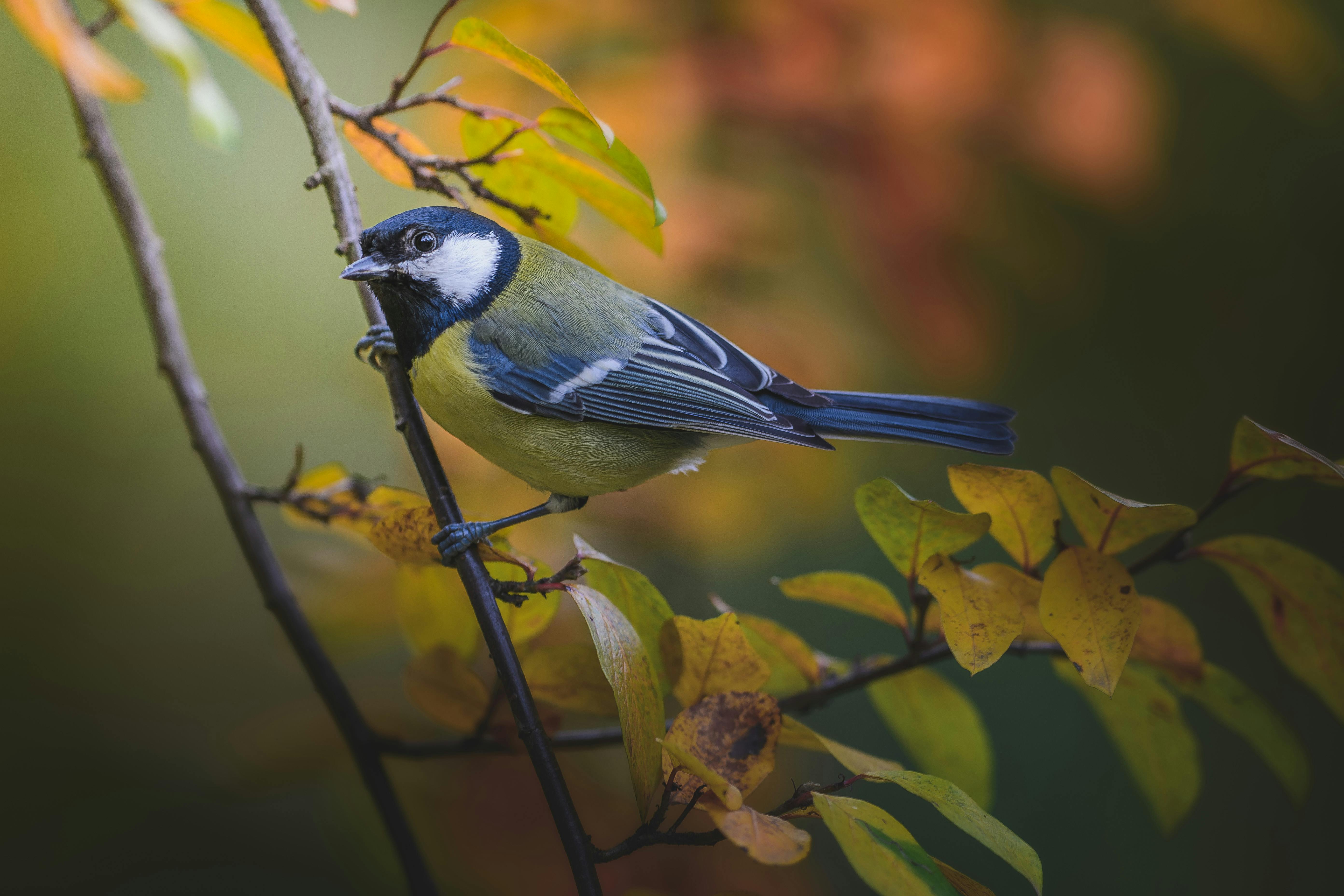 Close-Up Shot of a Passerine Bird · Free Stock Photo