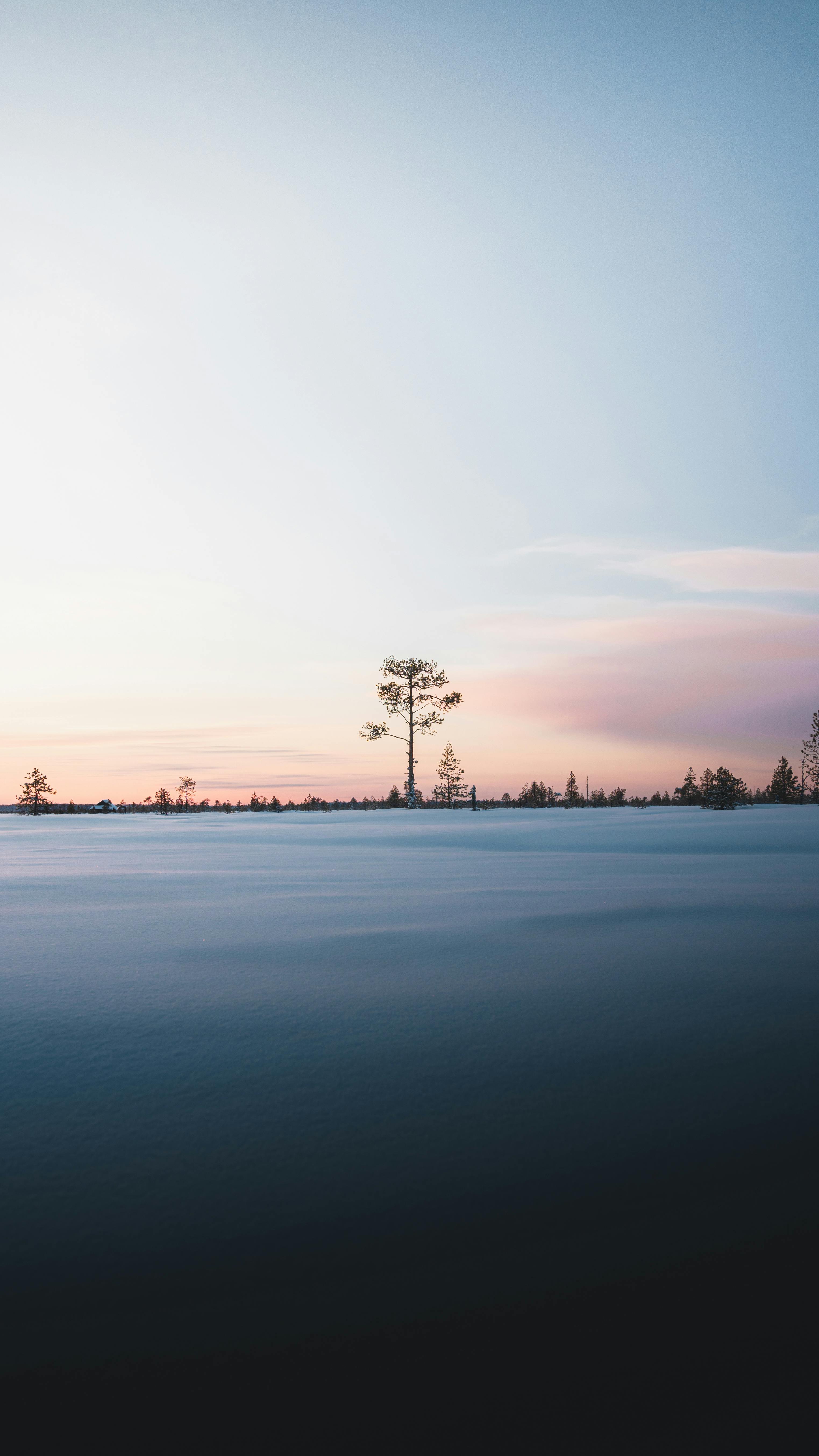 200,659+ Best Free Winter tree Stock Photos & Images · 100% Royalty ...