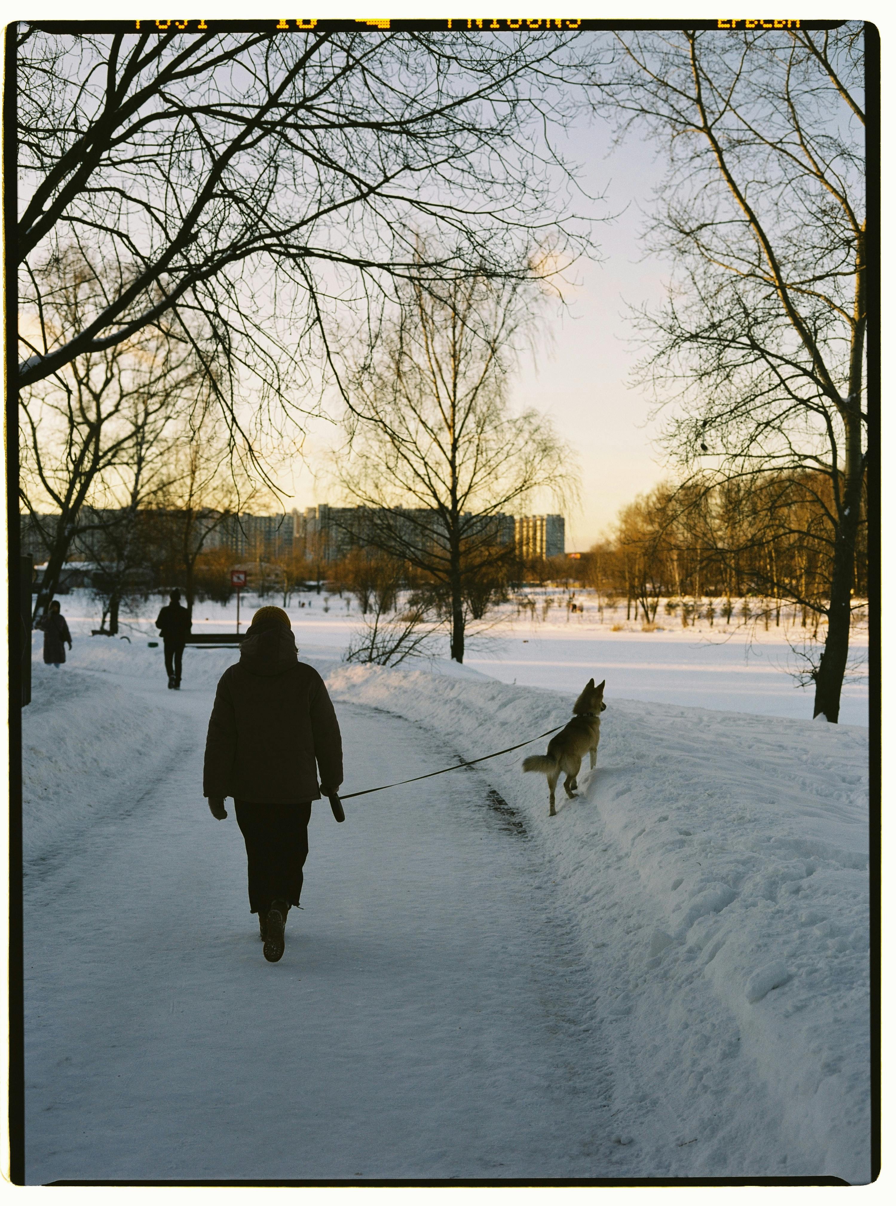 Person Walking His Dog on Snow Covered Pathway · Free Stock Photo