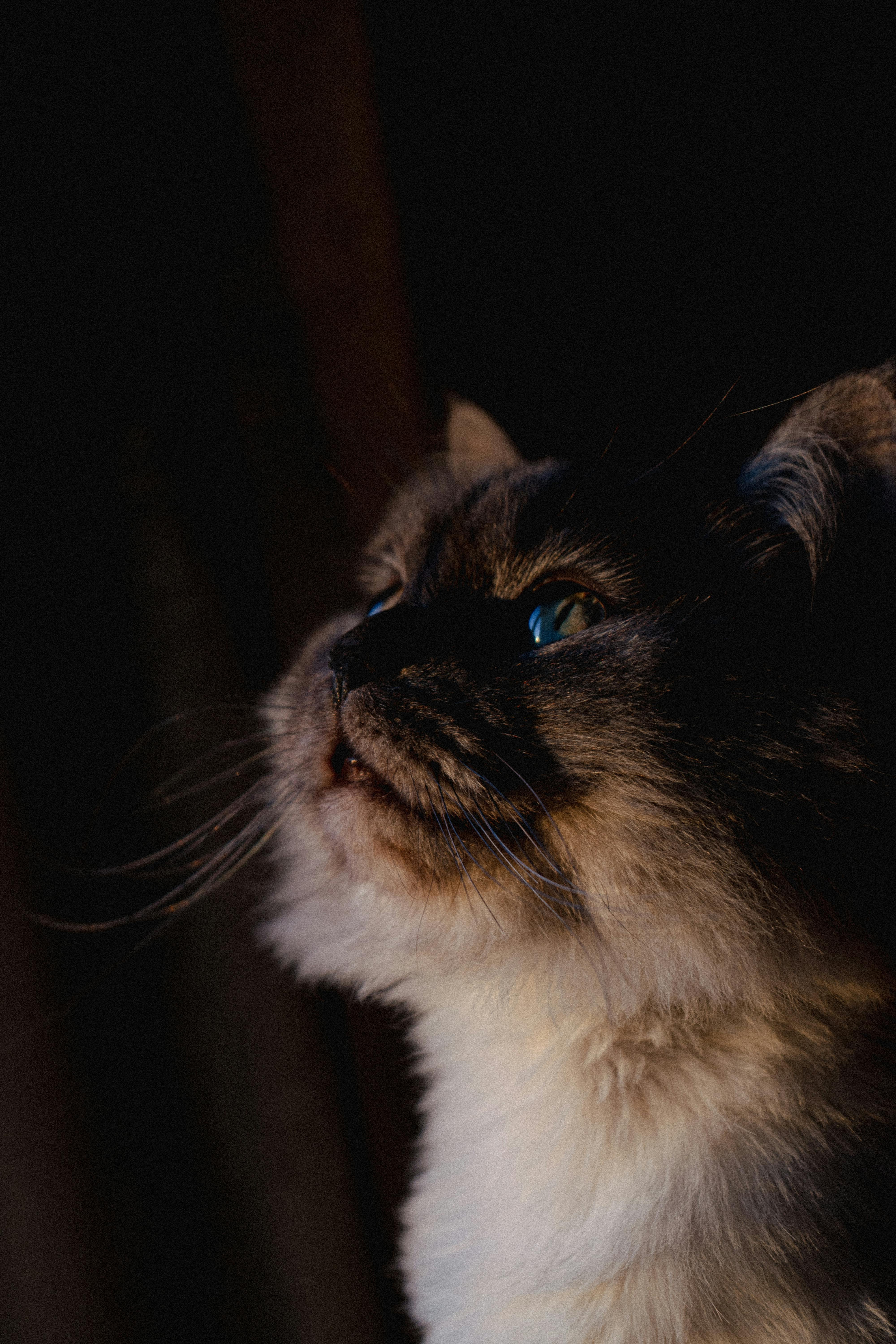 Close-Up Shot of a Cat Looking Up · Free Stock Photo