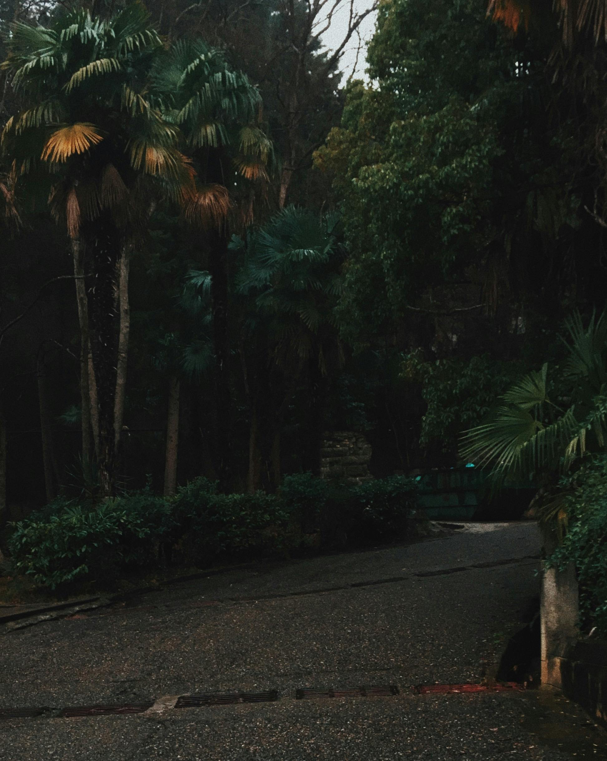 Lock Screen Forest Photos, Download Free Lock Screen Forest Stock ...