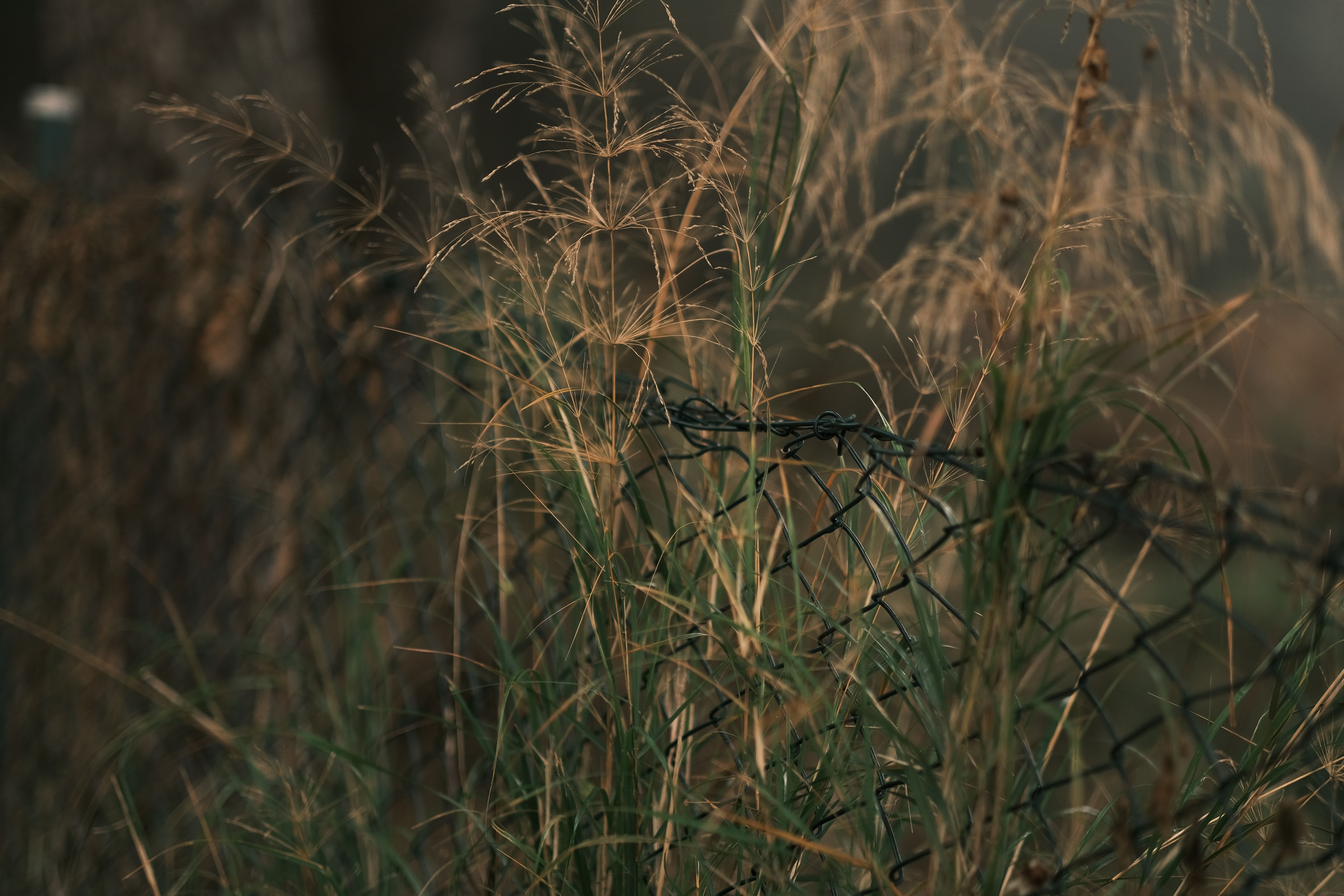 A Close-Up Shot of Grass and Wire Mesh Fence · Free Stock Photo