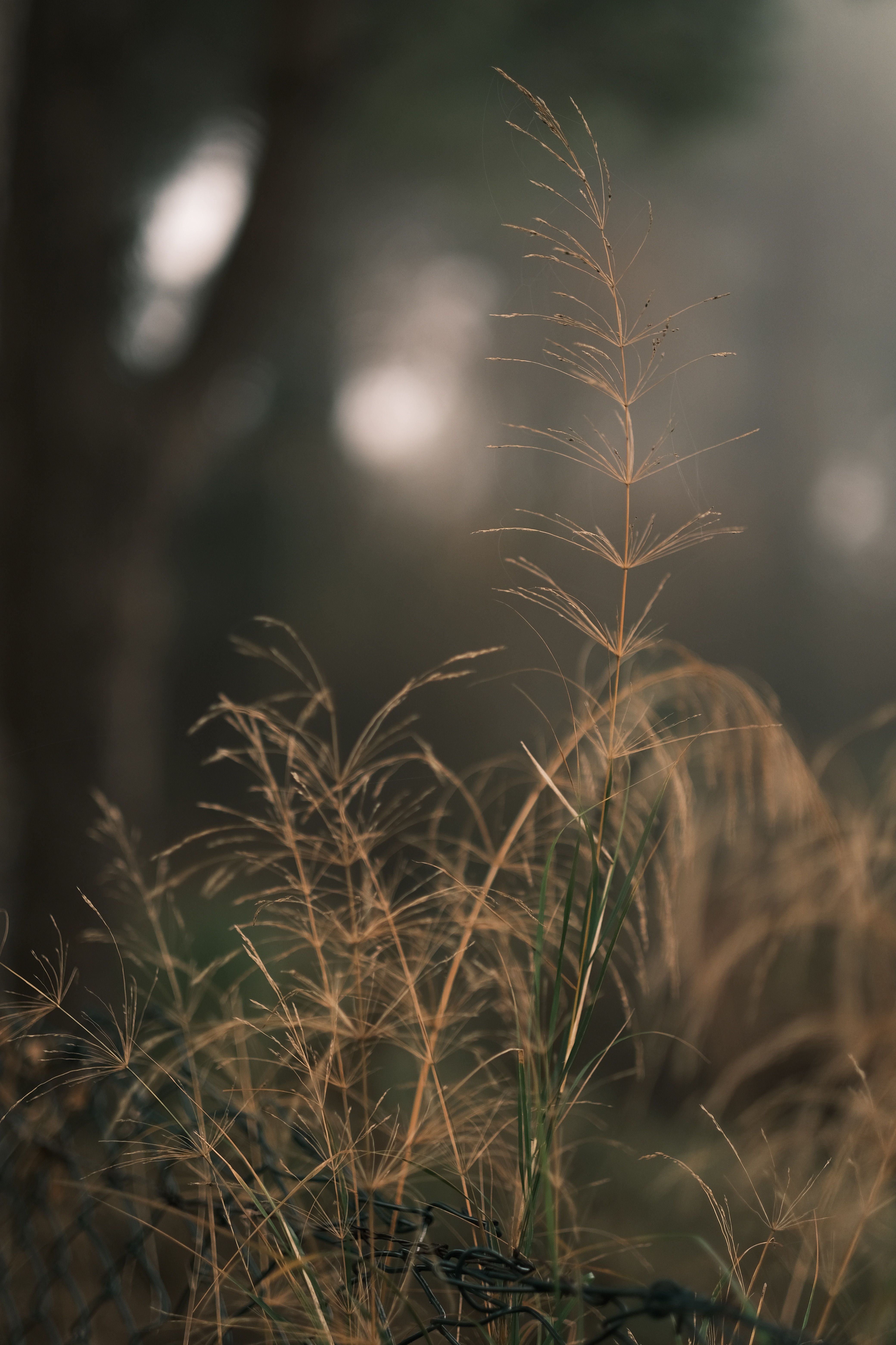 Close-Up Photograph of Grass · Free Stock Photo
