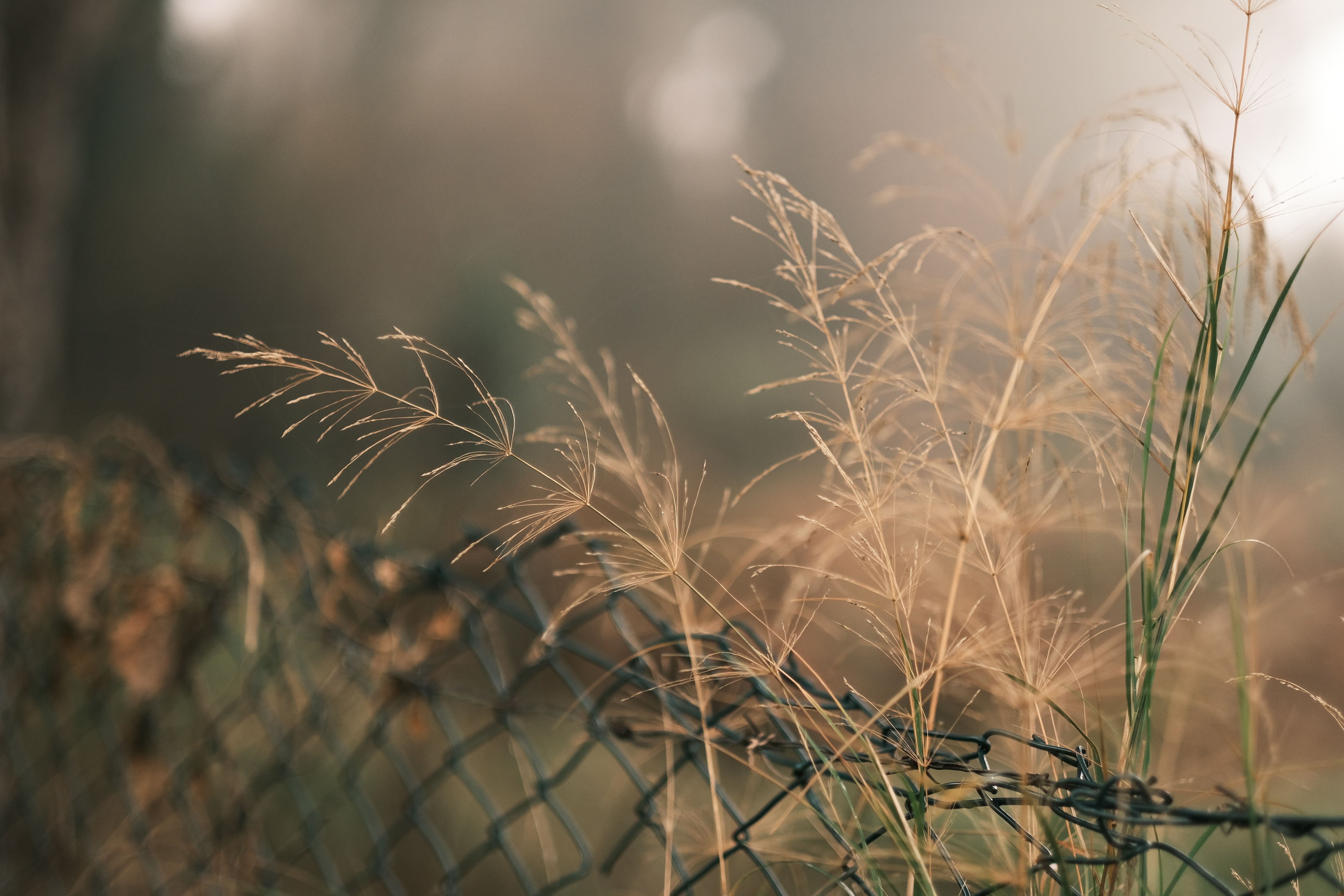 A Close-Up Shot of Grass and Wire Mesh Fence · Free Stock Photo