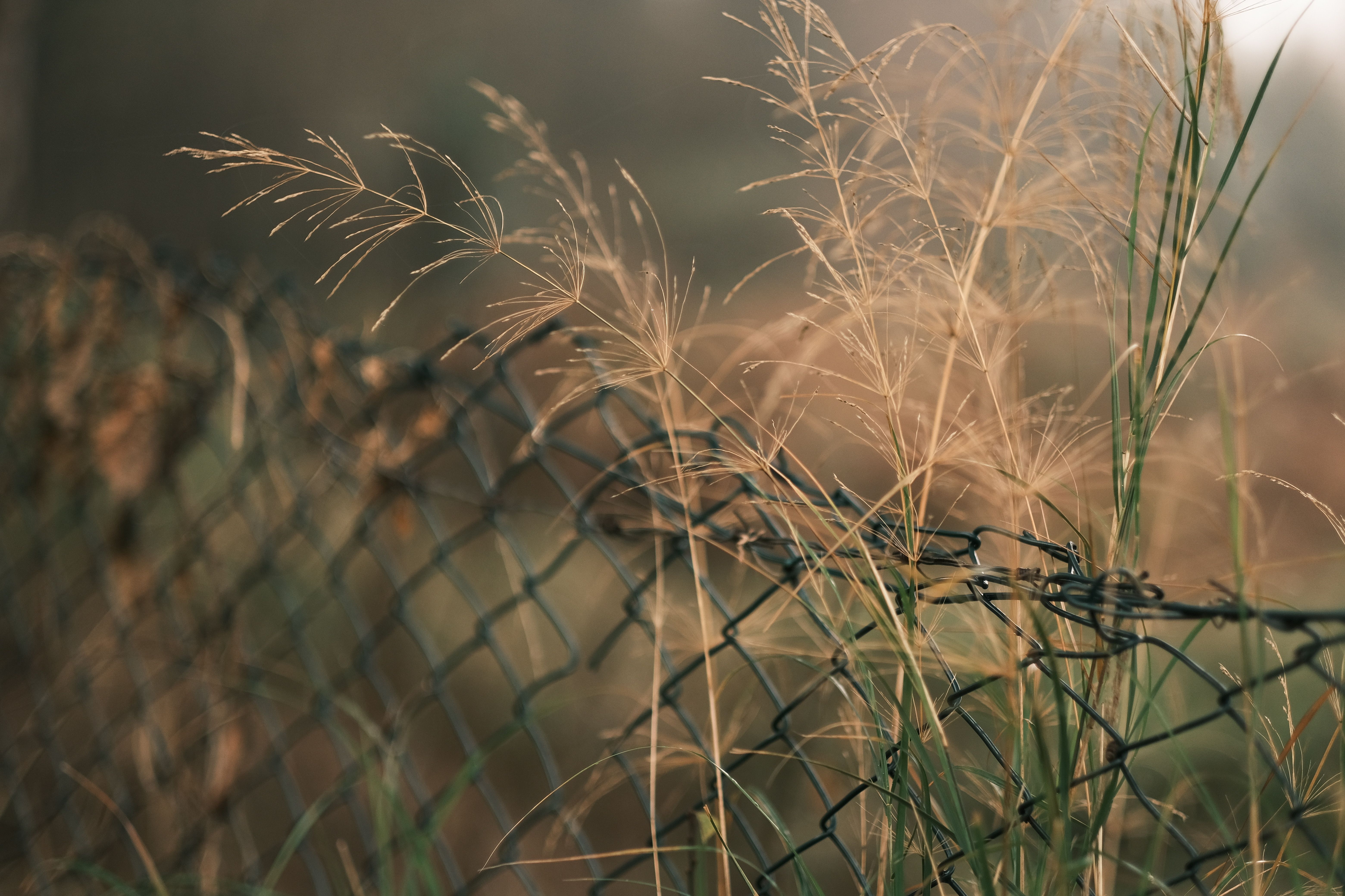 A Close-Up Shot of Grass and Wire Mesh Fence · Free Stock Photo