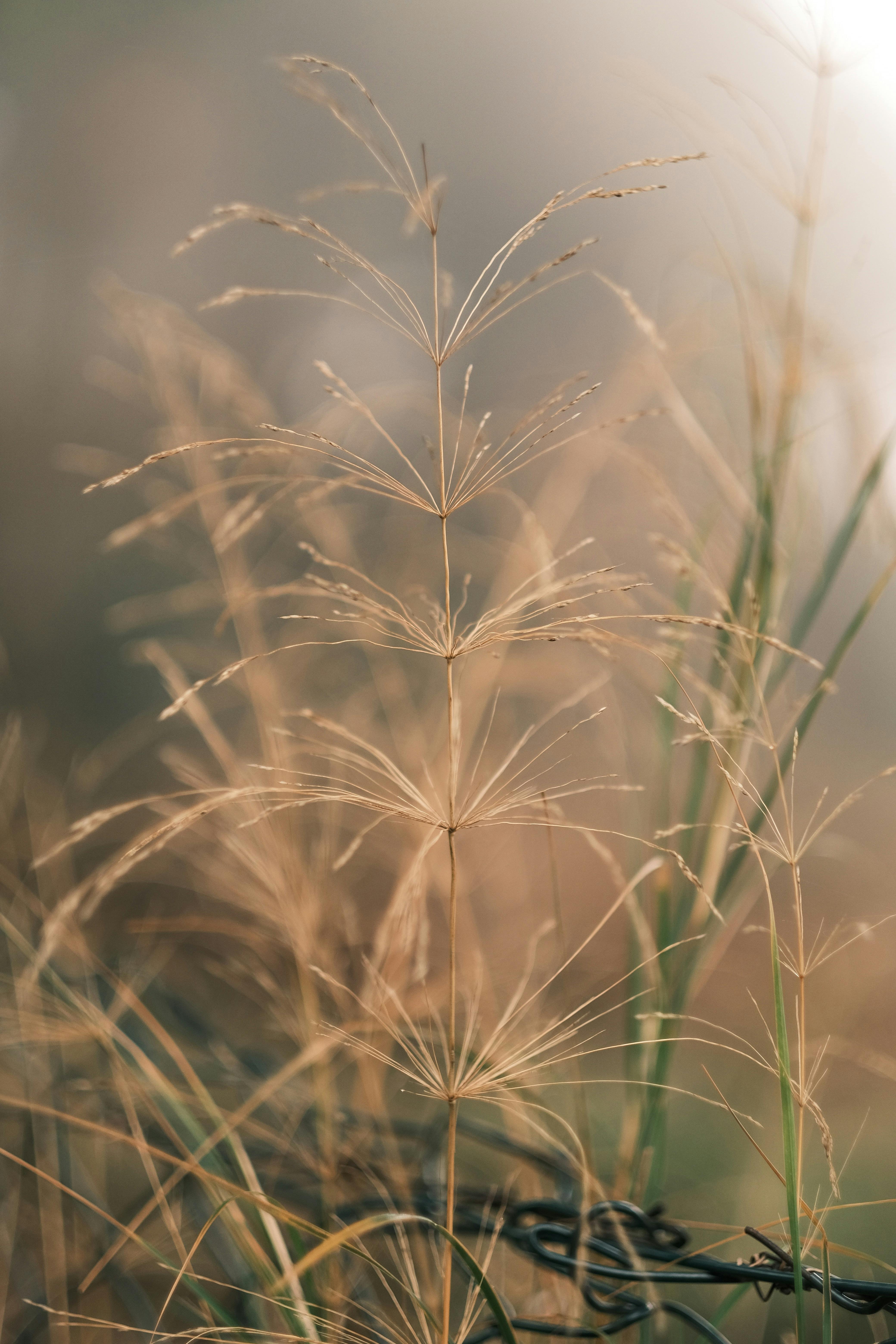 Close-Up Photograph of Grass · Free Stock Photo