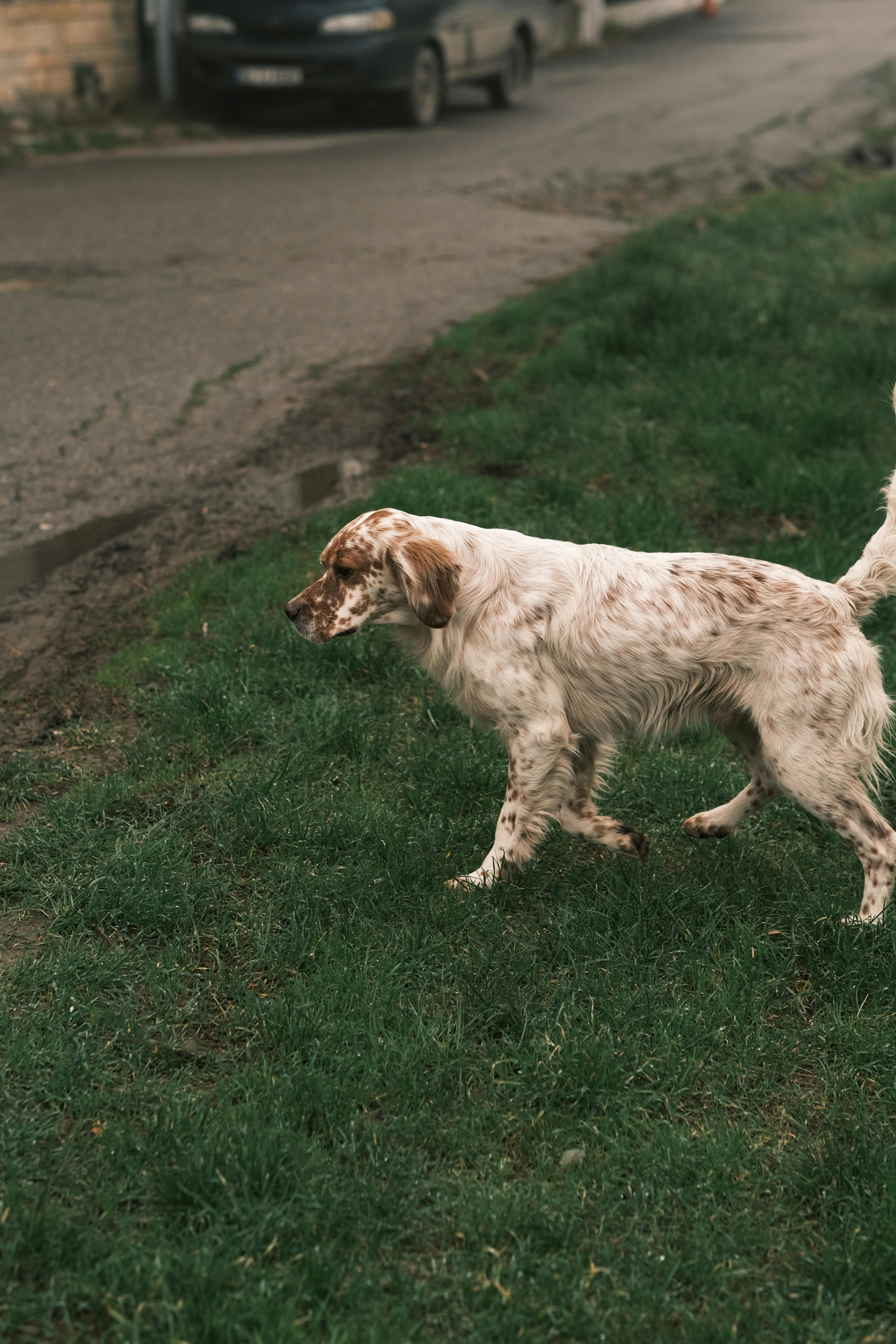 A Dog Walking on Grass · Free Stock Photo